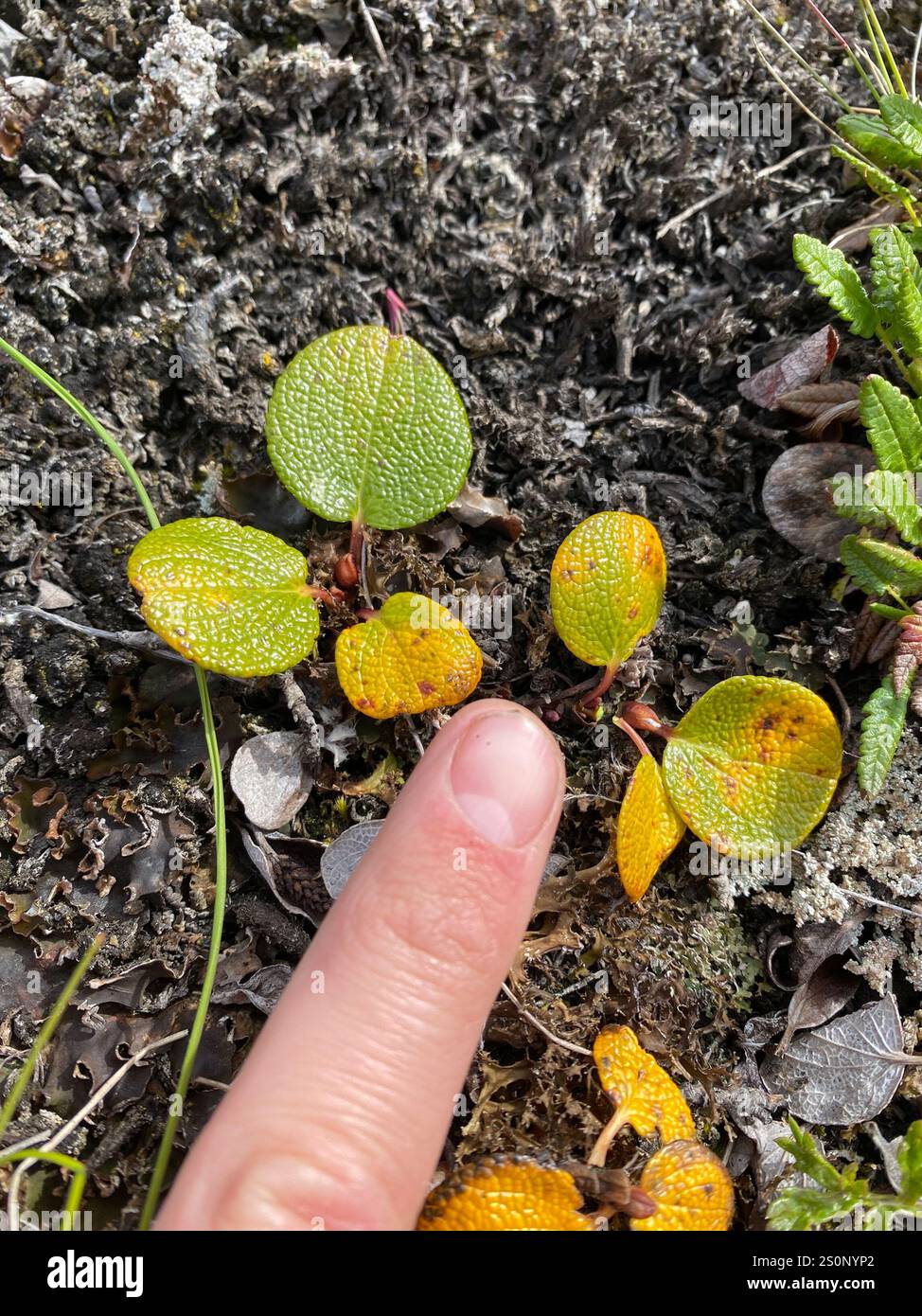 Net-leaved Willow (Salix reticulata Stock Photo - Alamy