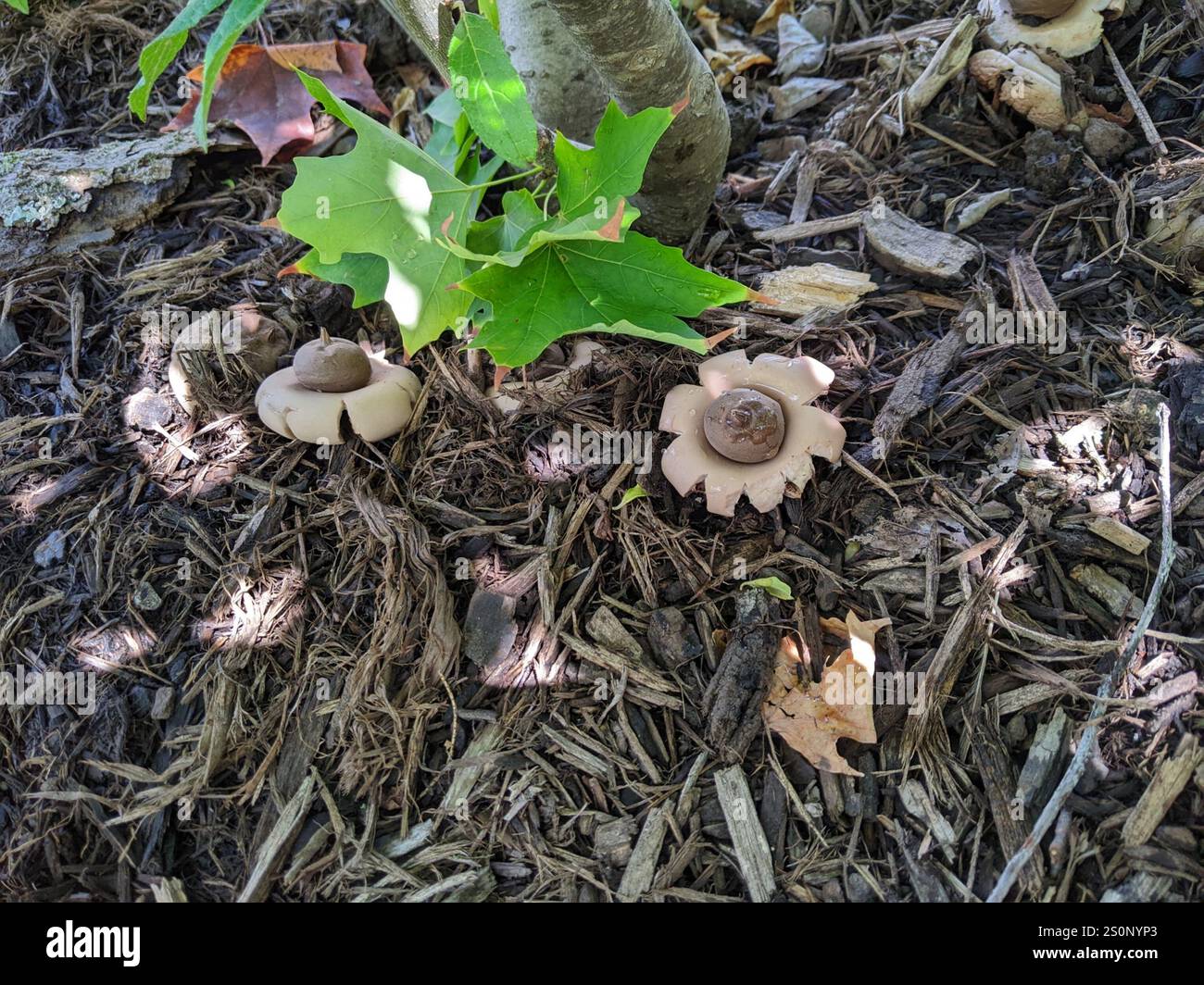 rounded earthstar (Geastrum saccatum Stock Photo - Alamy