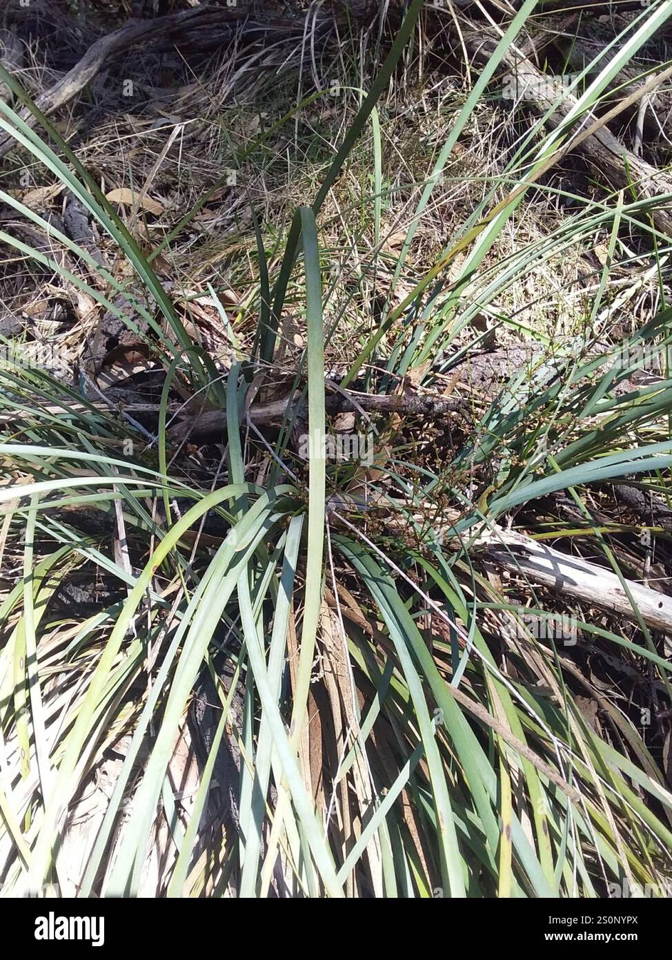 iron-grass (Lomandra multiflora dura Stock Photo - Alamy
