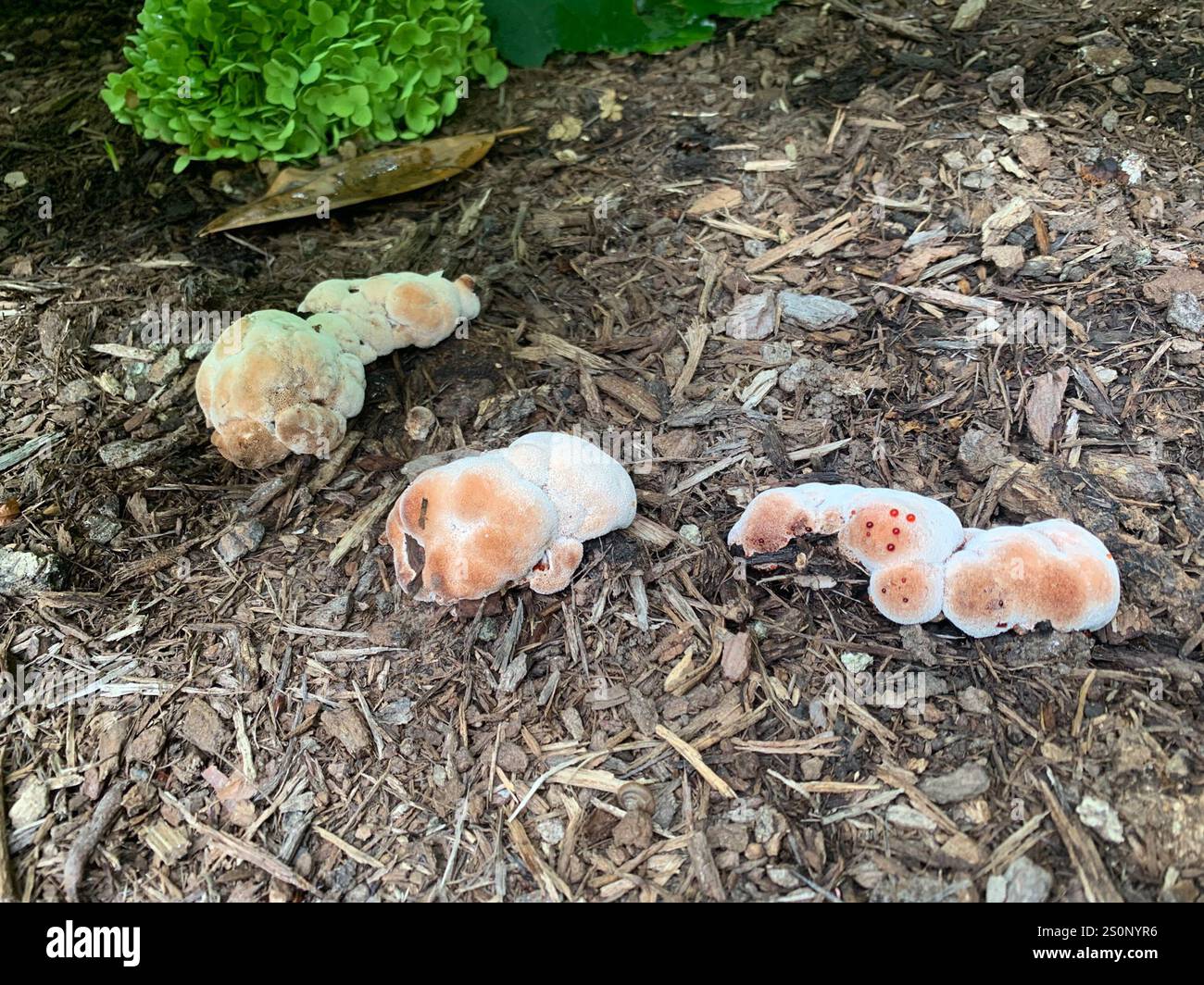 Blushing Rosette (Abortiporus biennis Stock Photo - Alamy