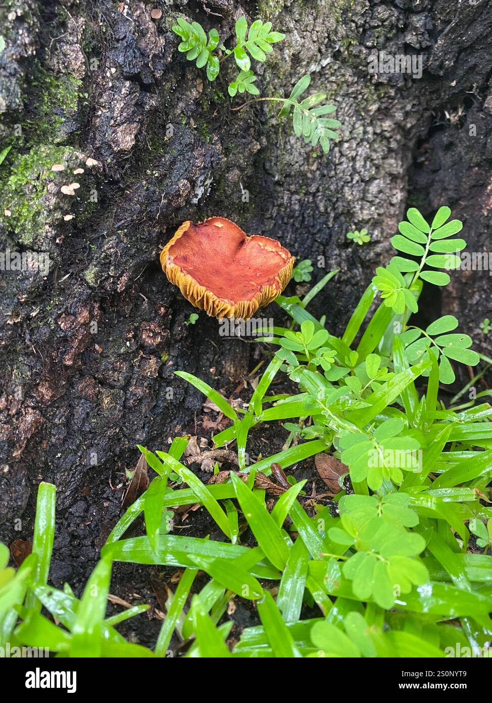 Golden Gilled Bolete (Phylloporus rhodoxanthus Stock Photo - Alamy
