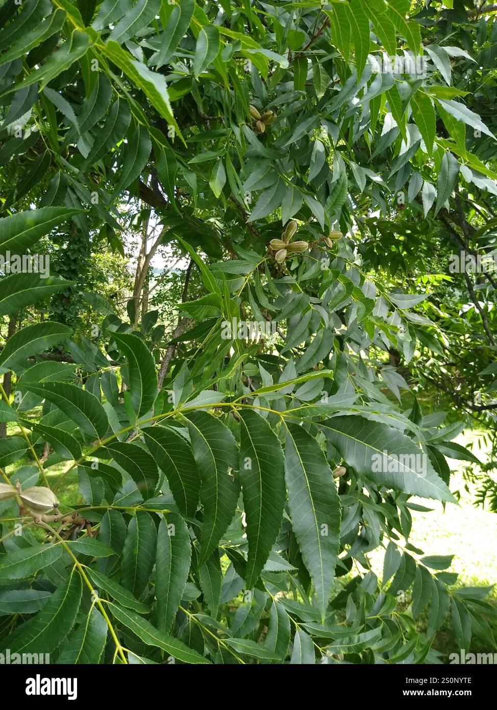 pecan (Carya illinoinensis Stock Photo - Alamy