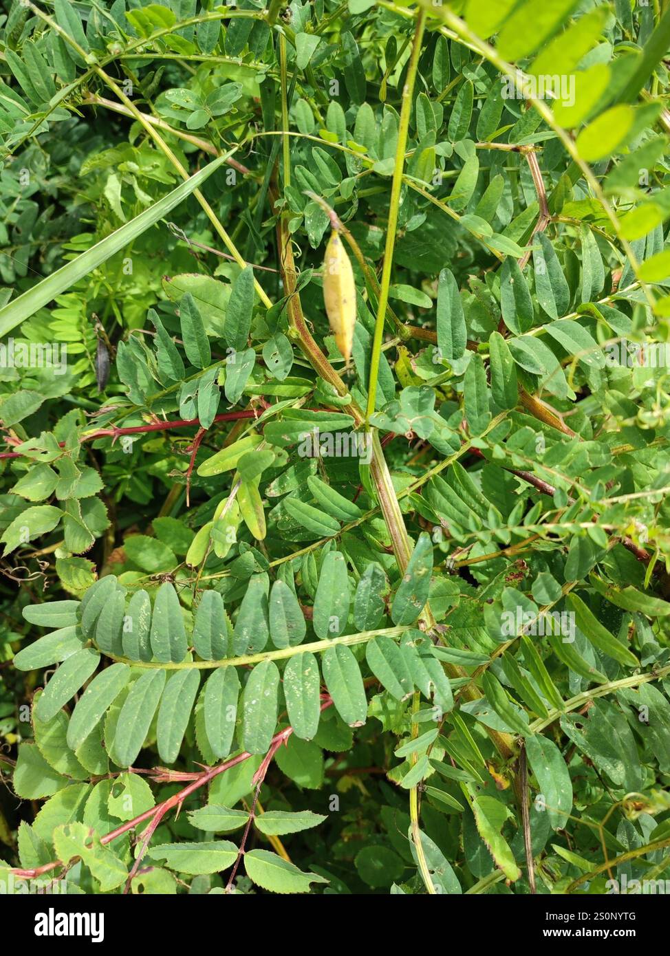 giant vetch (Vicia gigantea Stock Photo - Alamy