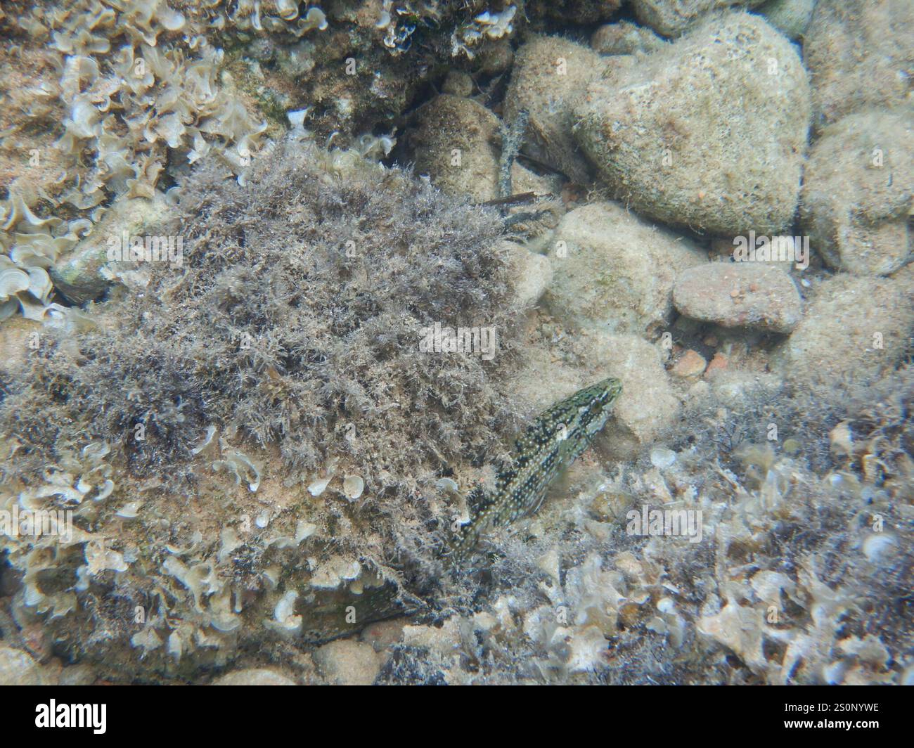 Green Wrasse (Labrus viridis Stock Photo - Alamy