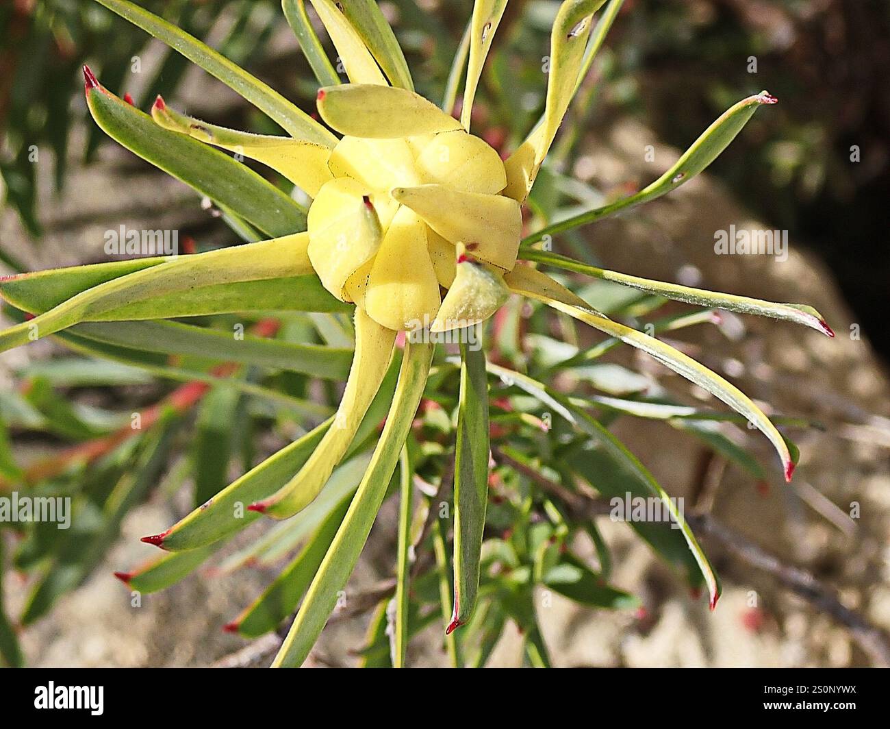 Limestone Conebush (Leucadendron meridianum Stock Photo - Alamy