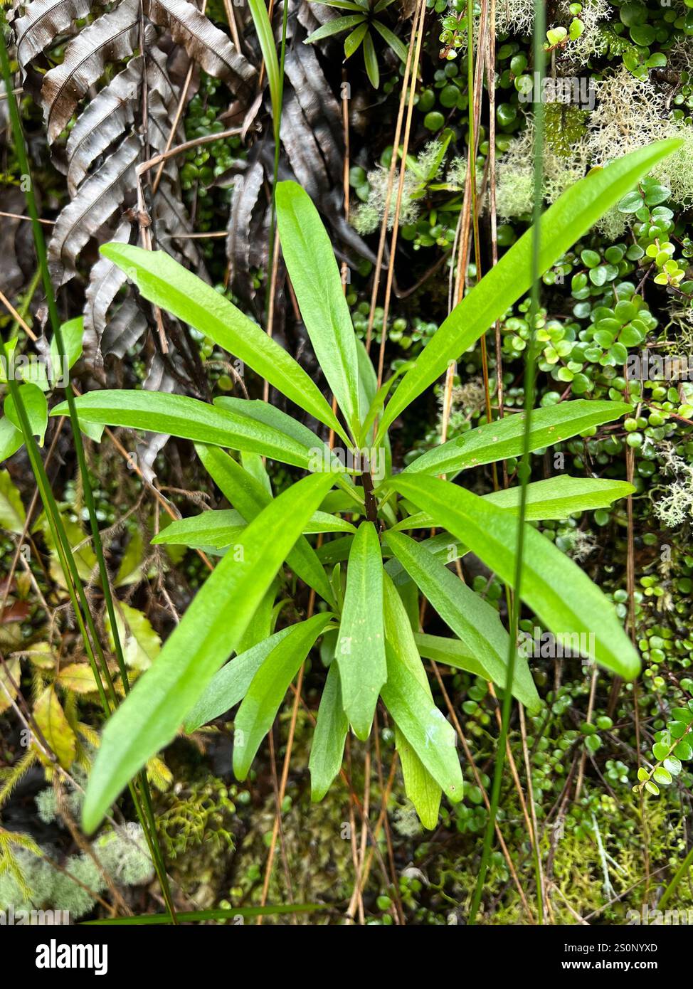 Kirk's tree daisy (Brachyglottis kirkii Stock Photo - Alamy