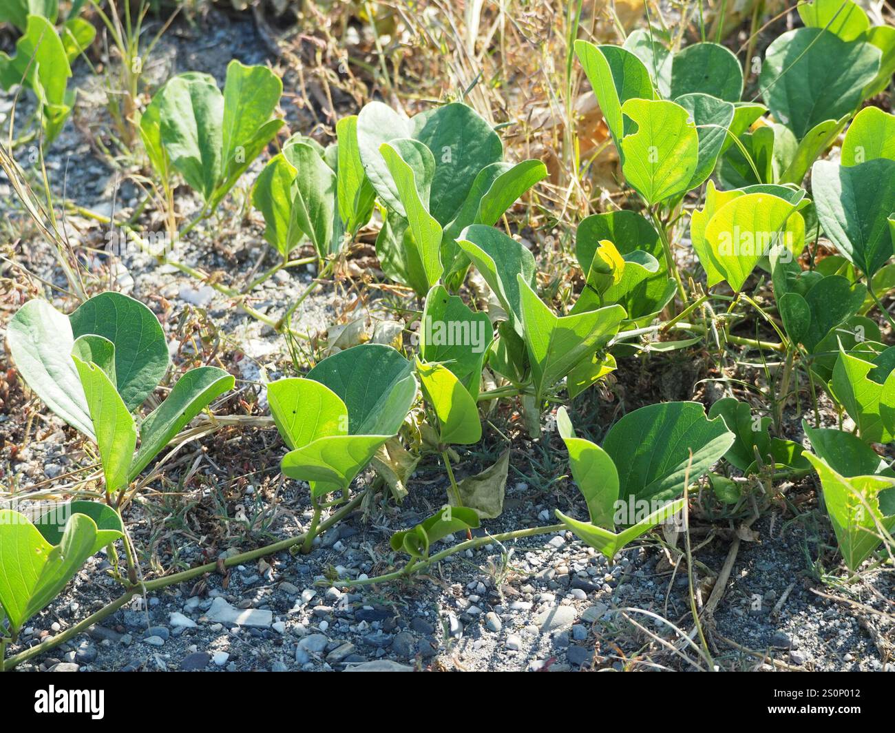 Beach Bean (Canavalia rosea Stock Photo - Alamy