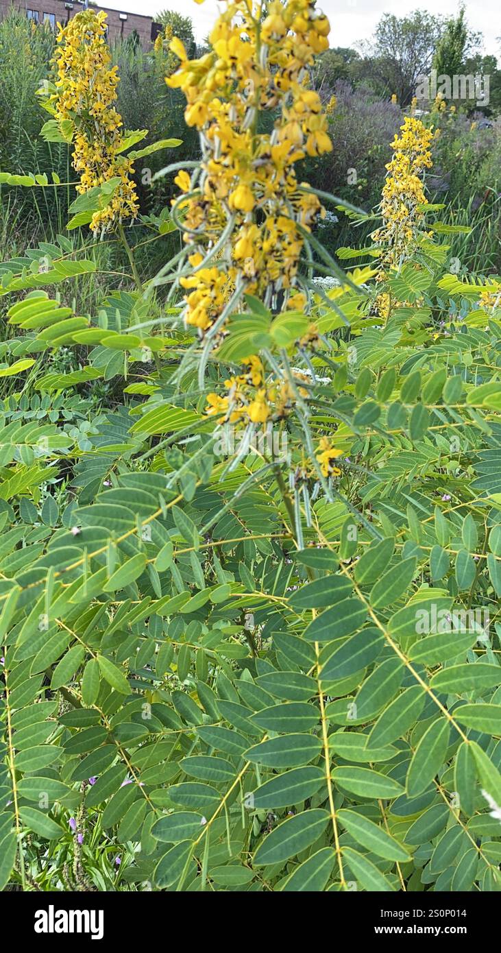 American senna (Senna hebecarpa Stock Photo - Alamy