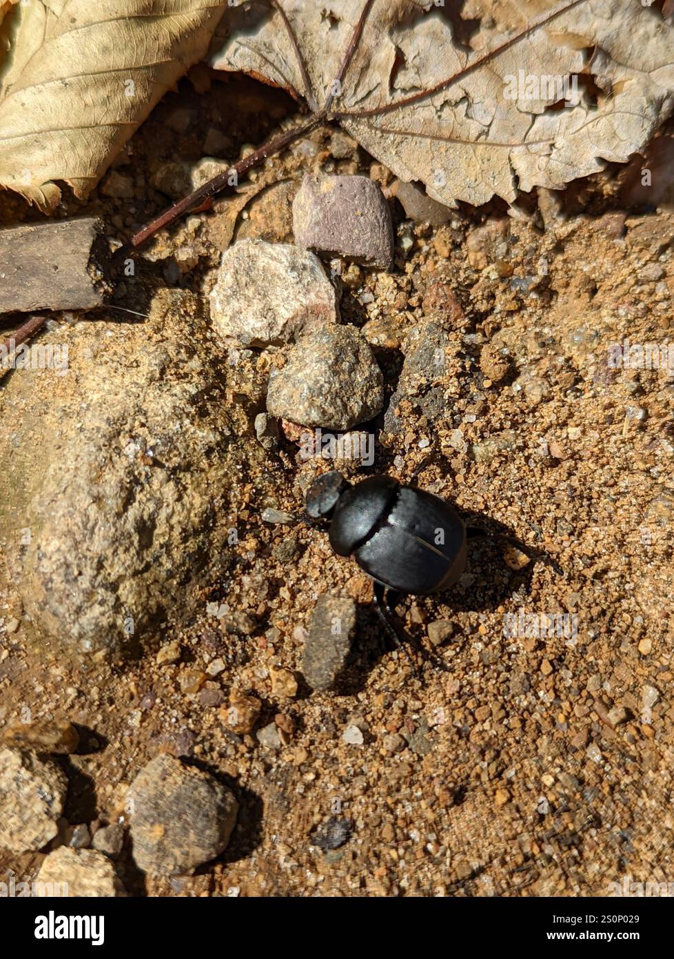 Eastern Tumblebug (Canthon pilularius Stock Photo - Alamy