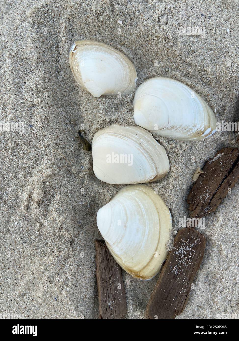 Rangia cuneata hi-res stock photography and images - Alamy