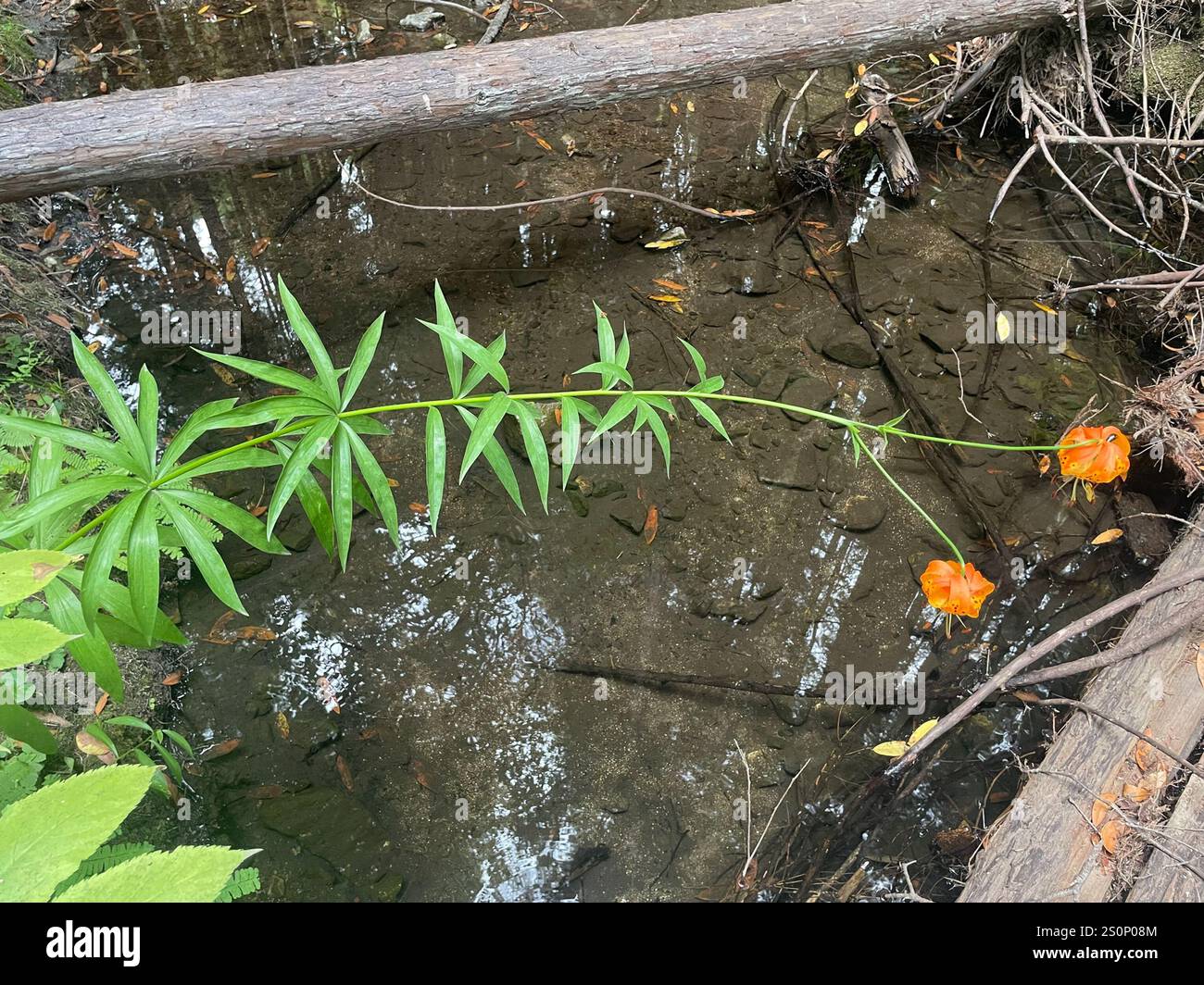Leopard Lily (Lilium pardalinum Stock Photo - Alamy