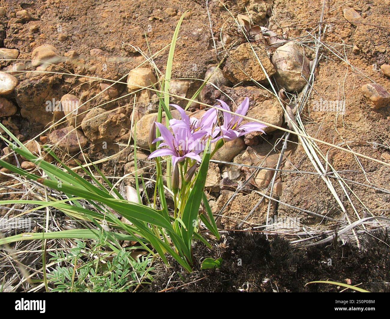 Monkeys Tail (Xerophyta retinervis Stock Photo - Alamy