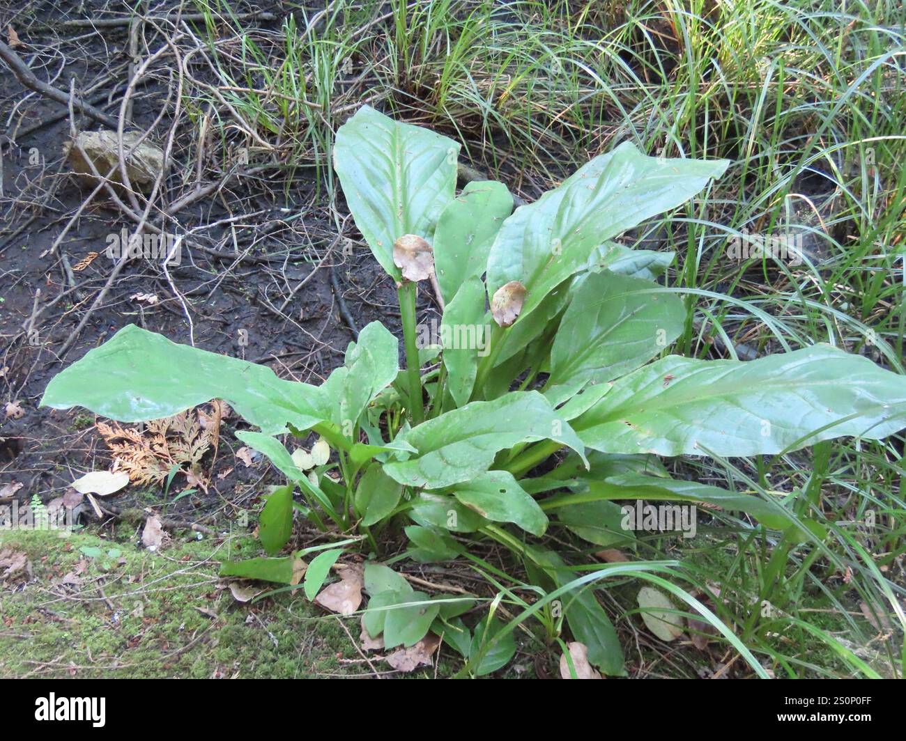western skunk cabbage (Lysichiton americanus Stock Photo - Alamy