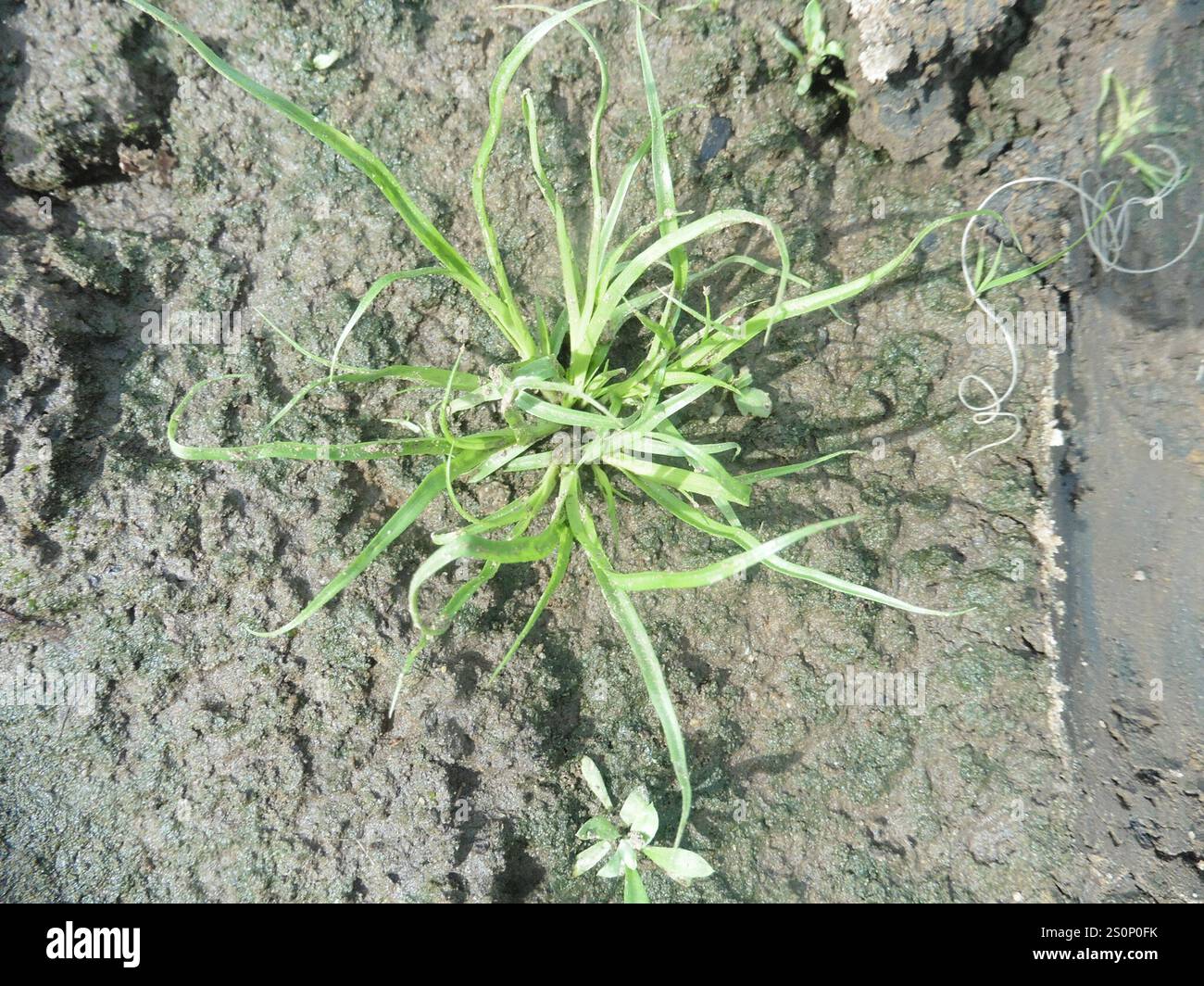 Brown Flatsedge (Cyperus fuscus Stock Photo - Alamy