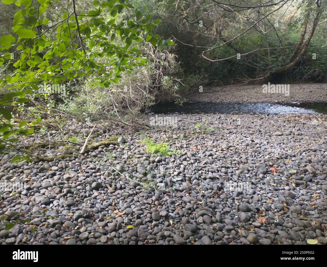 wing-leaf monkeyflower (Erythranthe ptilota Stock Photo - Alamy