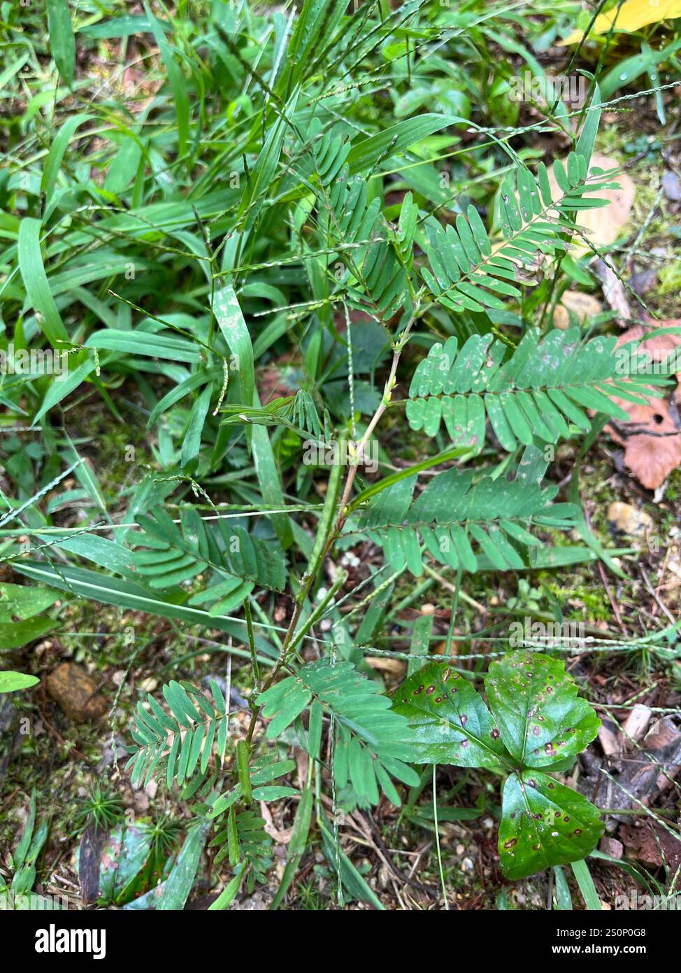 sensitive pea (Chamaecrista nictitans Stock Photo - Alamy
