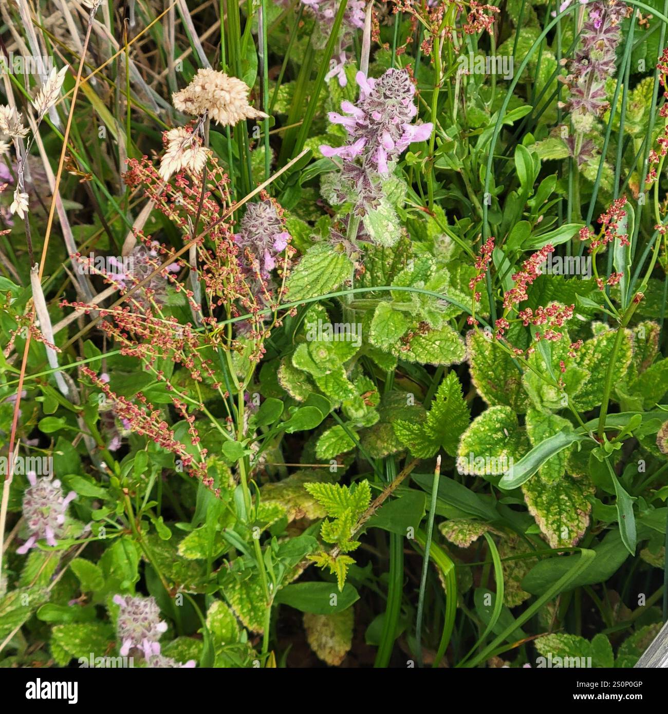 Bugle Hedgenettle (Stachys ajugoides Stock Photo - Alamy