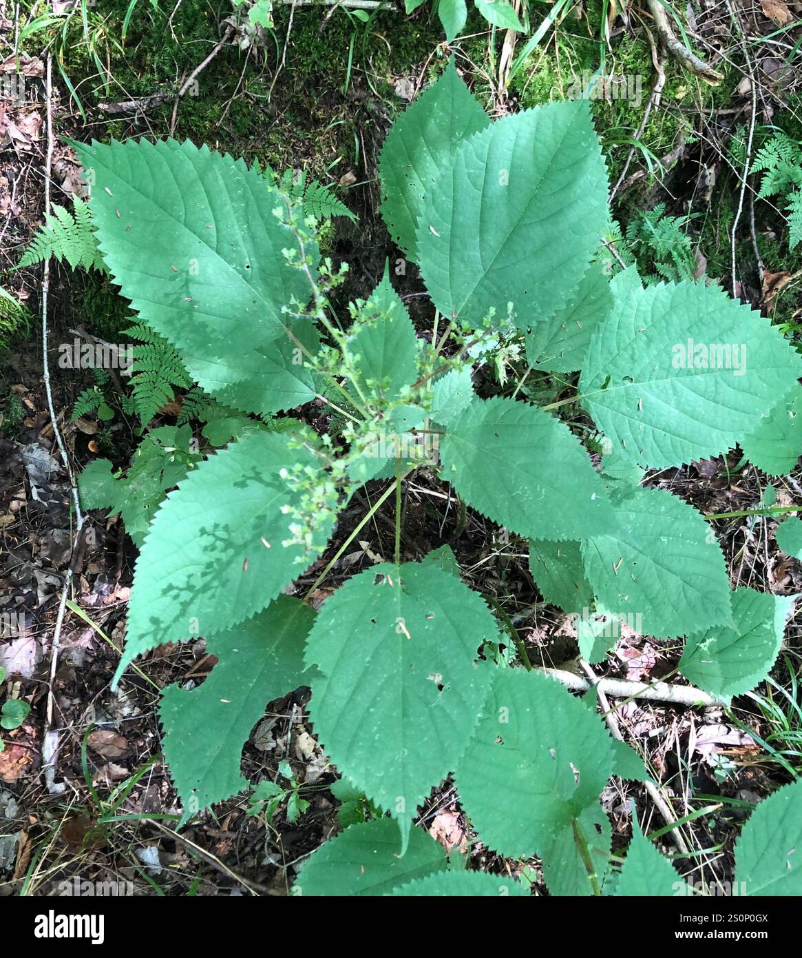 wood nettle (Laportea canadensis Stock Photo - Alamy