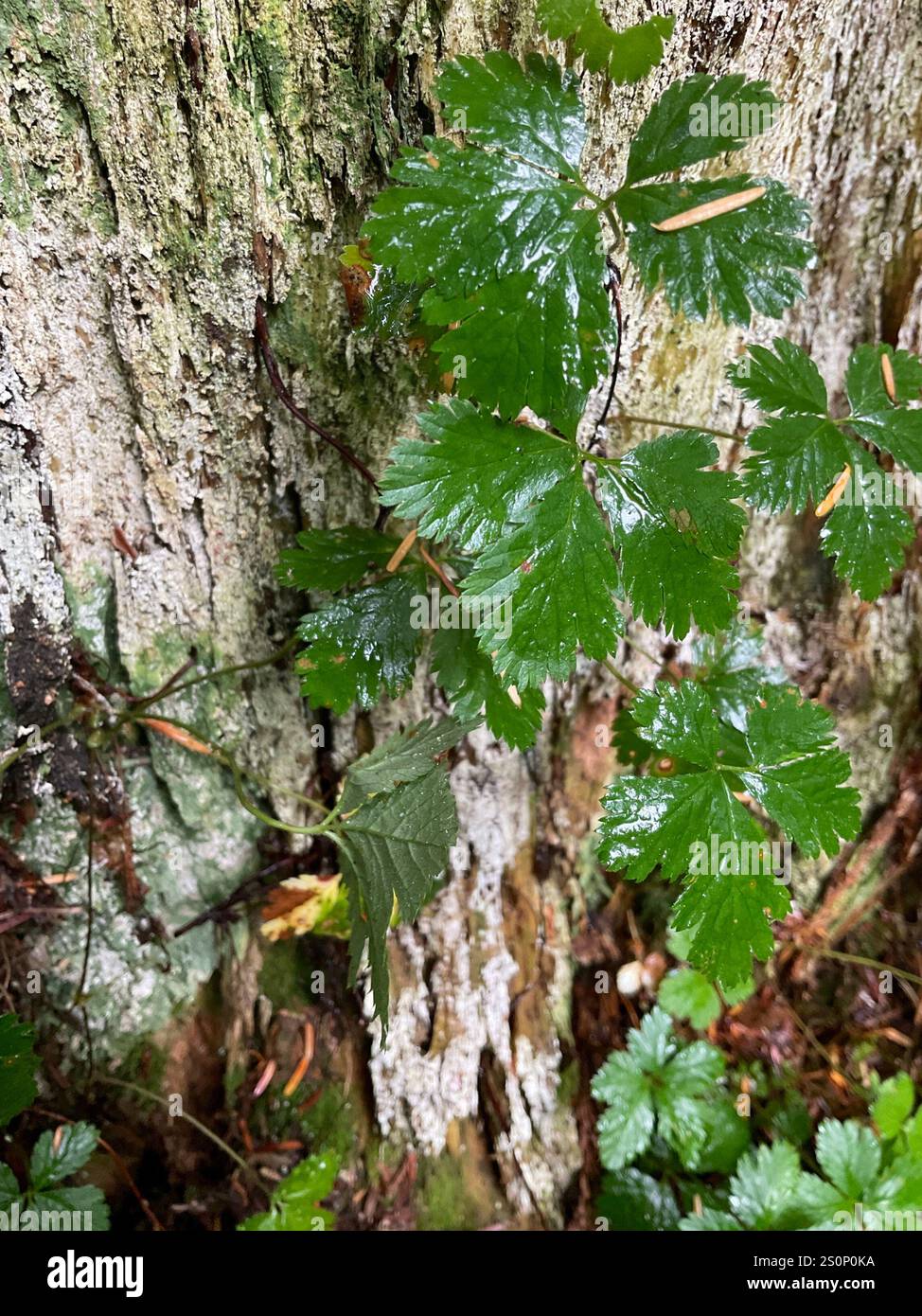 Five-leaf Dwarf Bramble (Rubus pedatus Stock Photo - Alamy