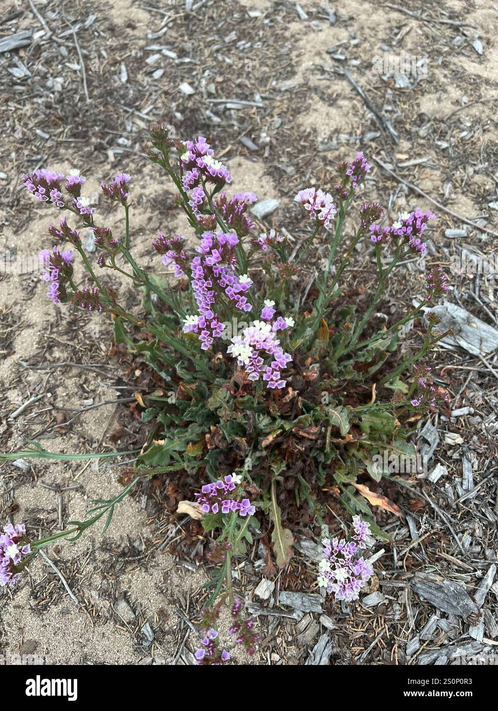 Blue statice (Limonium sinuatum Stock Photo - Alamy
