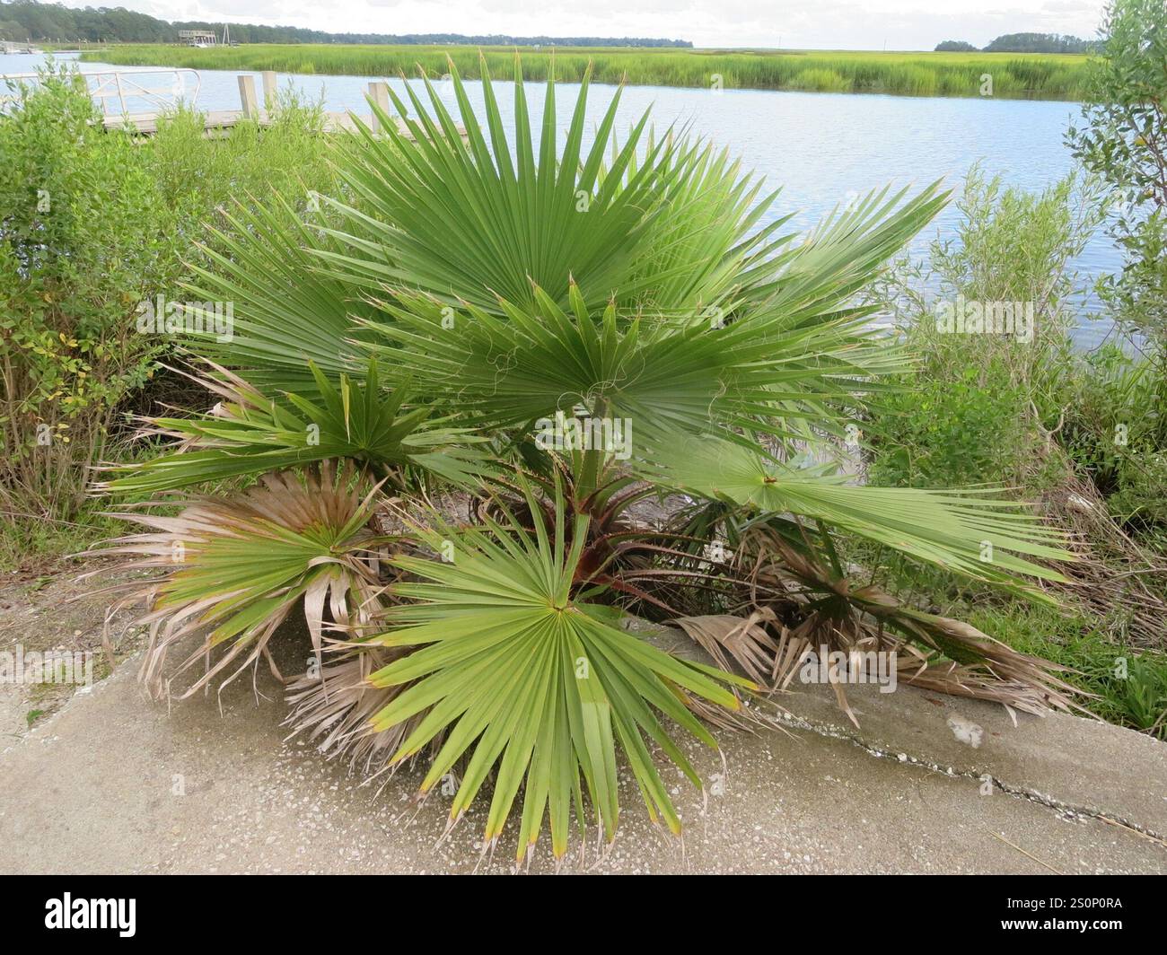 Mexican Fan Palm (Washingtonia robusta Stock Photo - Alamy