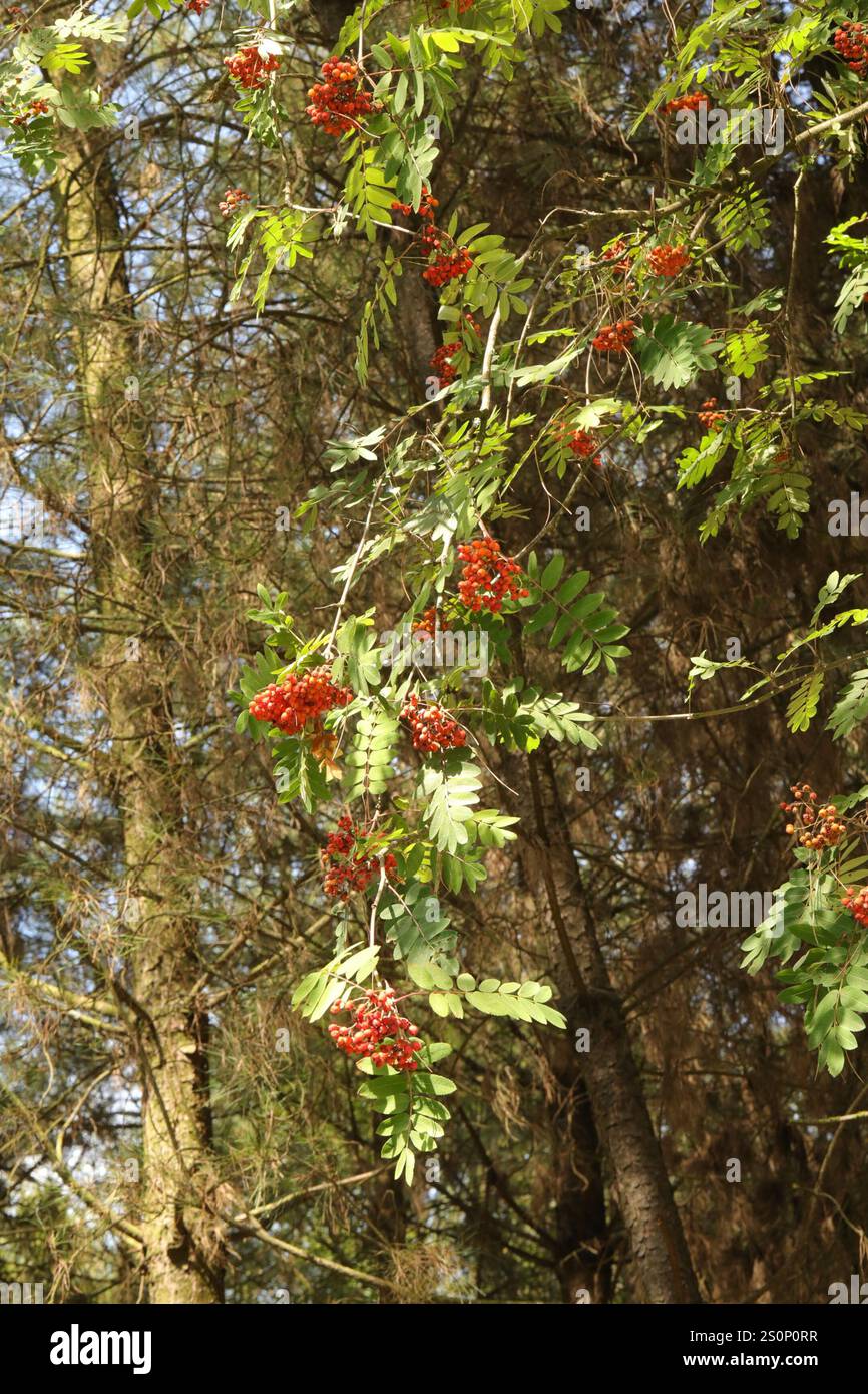 European mountain ash (Sorbus aucuparia Stock Photo - Alamy