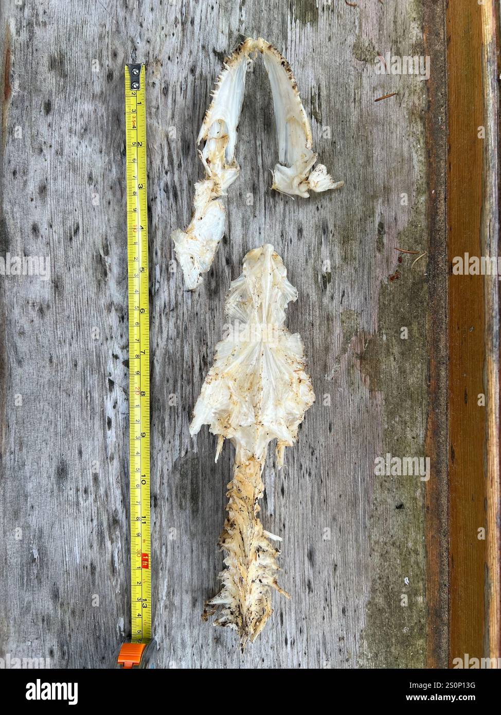 Pacific Cod (Gadus macrocephalus Stock Photo - Alamy