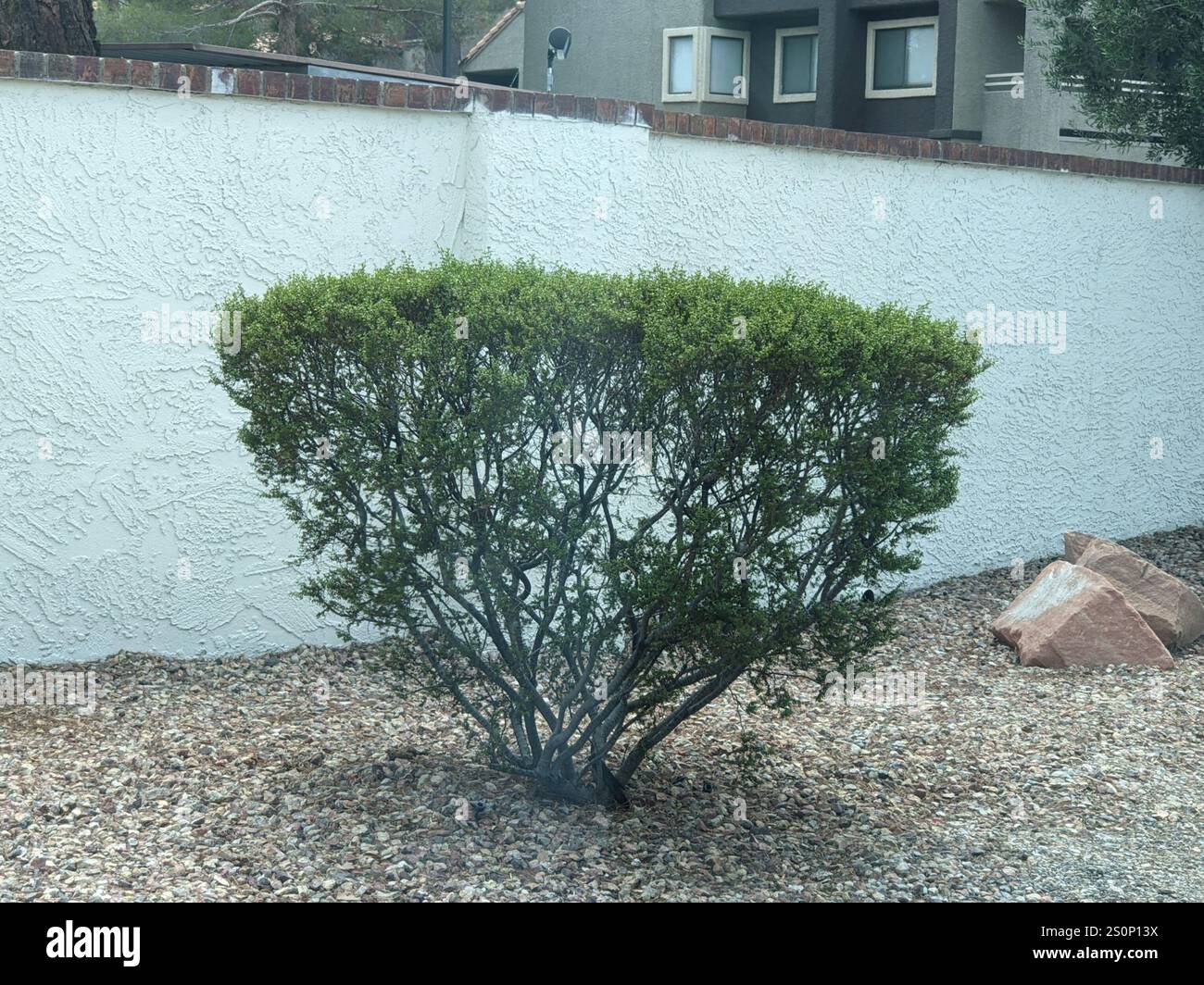 Creosote Bush (Larrea tridentata Stock Photo - Alamy