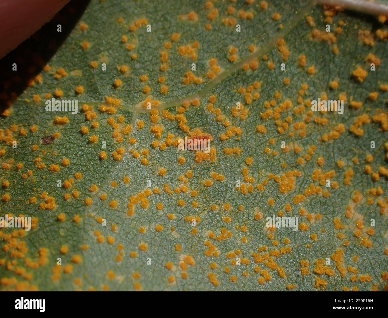 rust fungi (Pucciniales Stock Photo - Alamy