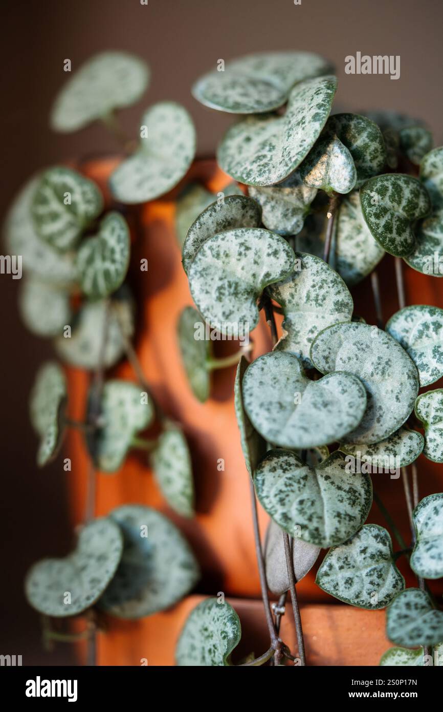 Ceropegia Woodii houseplant with long heart shaped leaves in terracotta ...