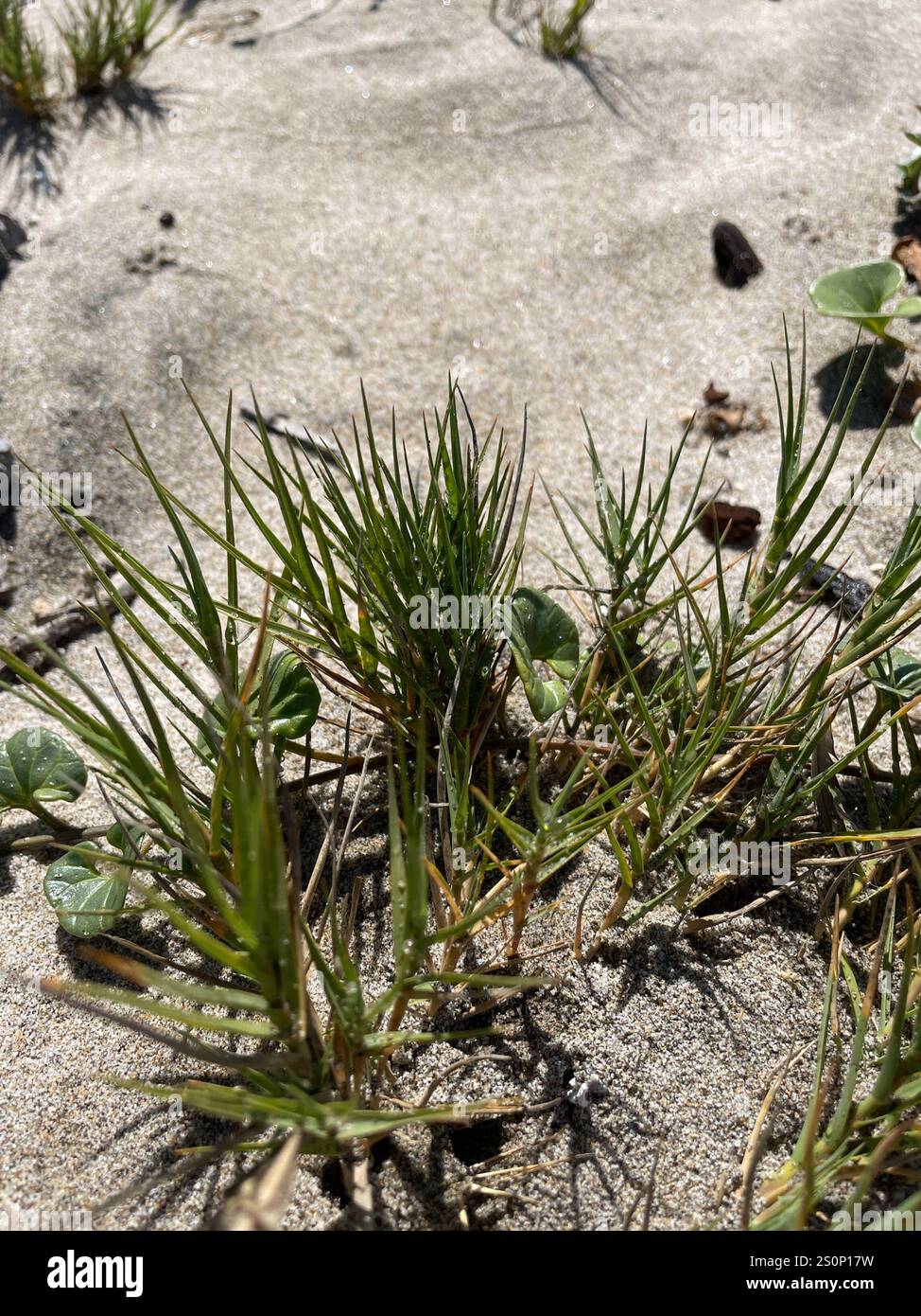 Saltgrass (Distichlis spicata Stock Photo - Alamy