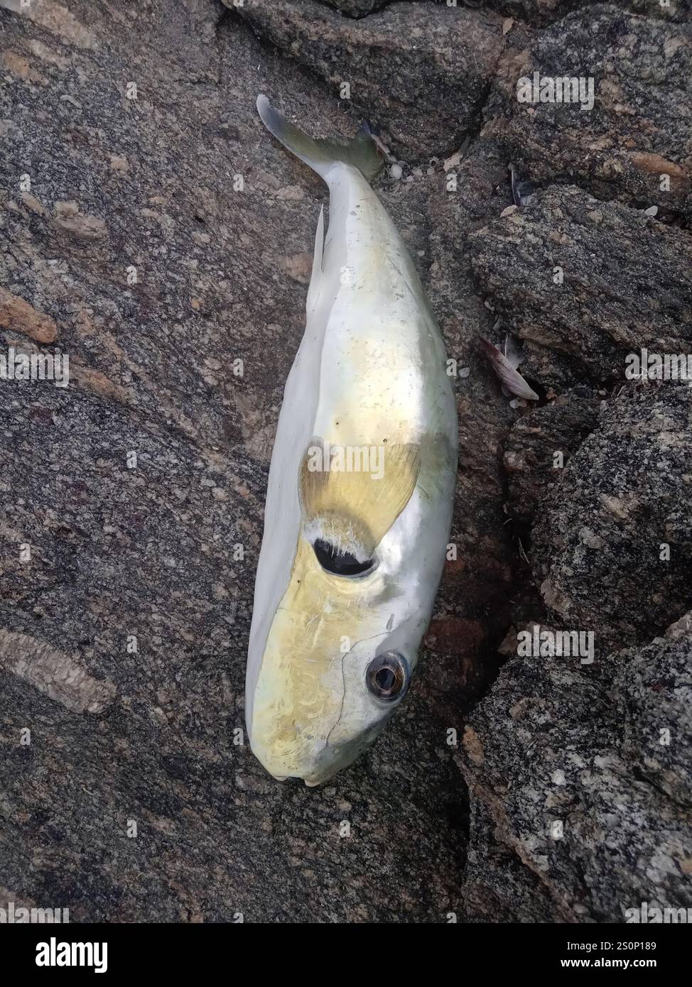 Smooth Puffer (Lagocephalus laevigatus Stock Photo - Alamy