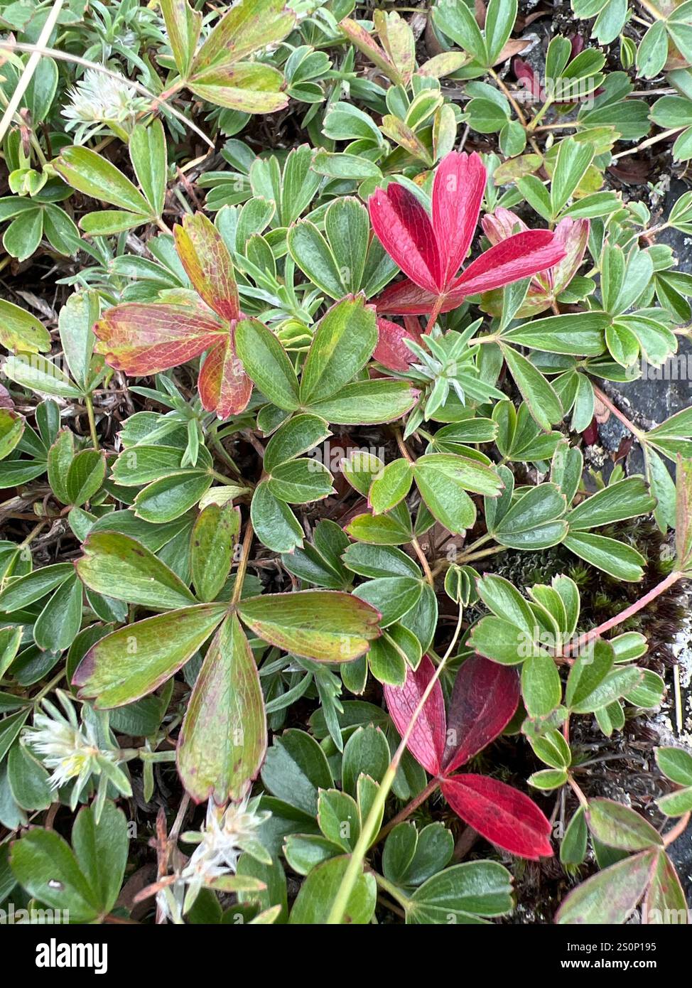 three-toothed cinquefoil (Sibbaldiopsis tridentata Stock Photo - Alamy