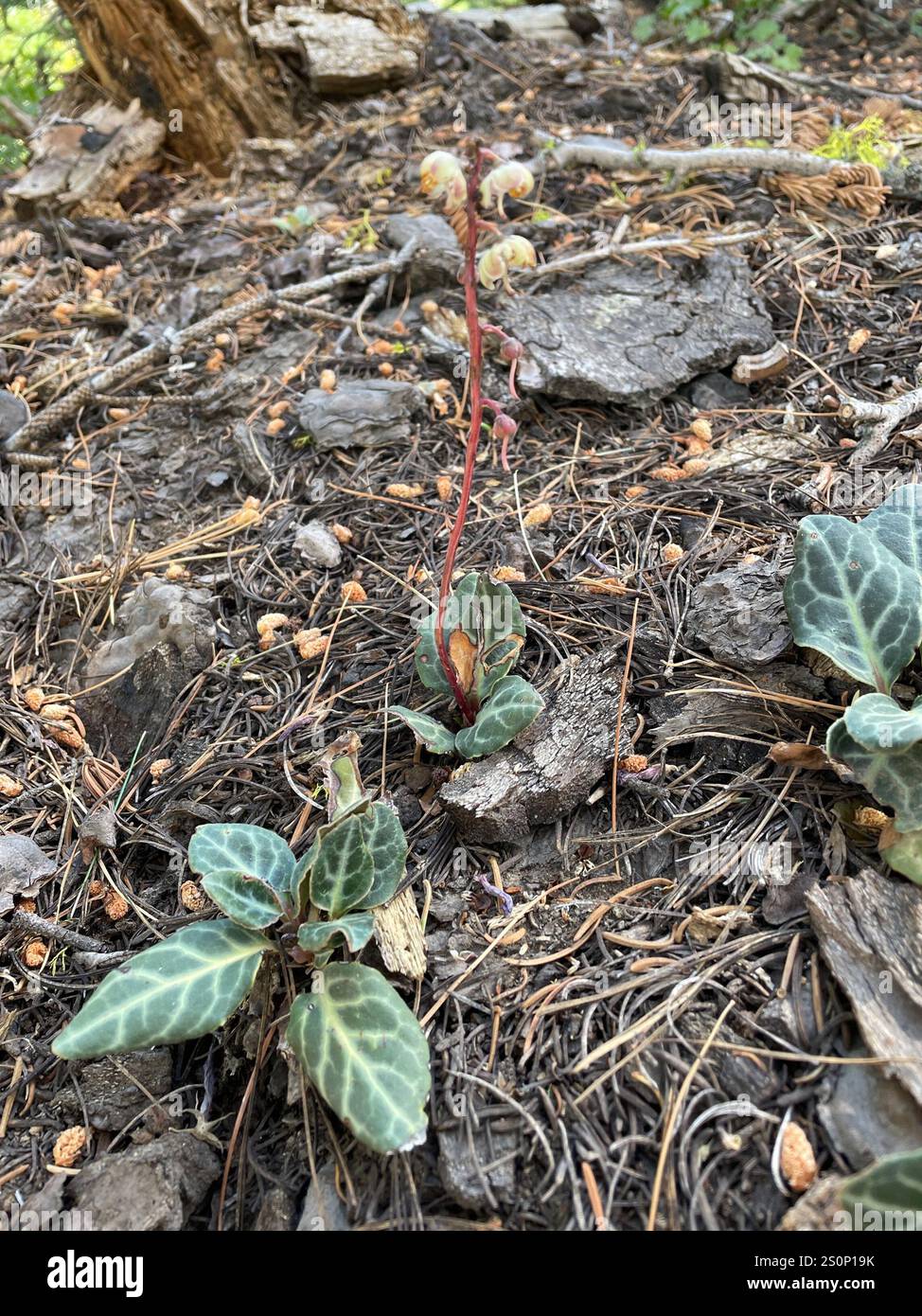 white-veined wintergreen (Pyrola picta Stock Photo - Alamy