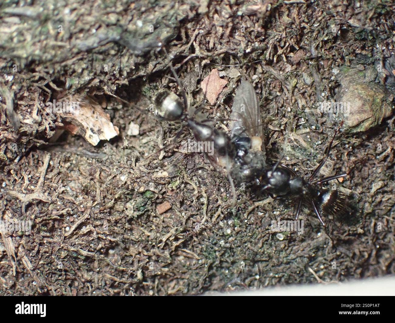 Eastern Black Carpenter Ant (Camponotus pennsylvanicus Stock Photo - Alamy
