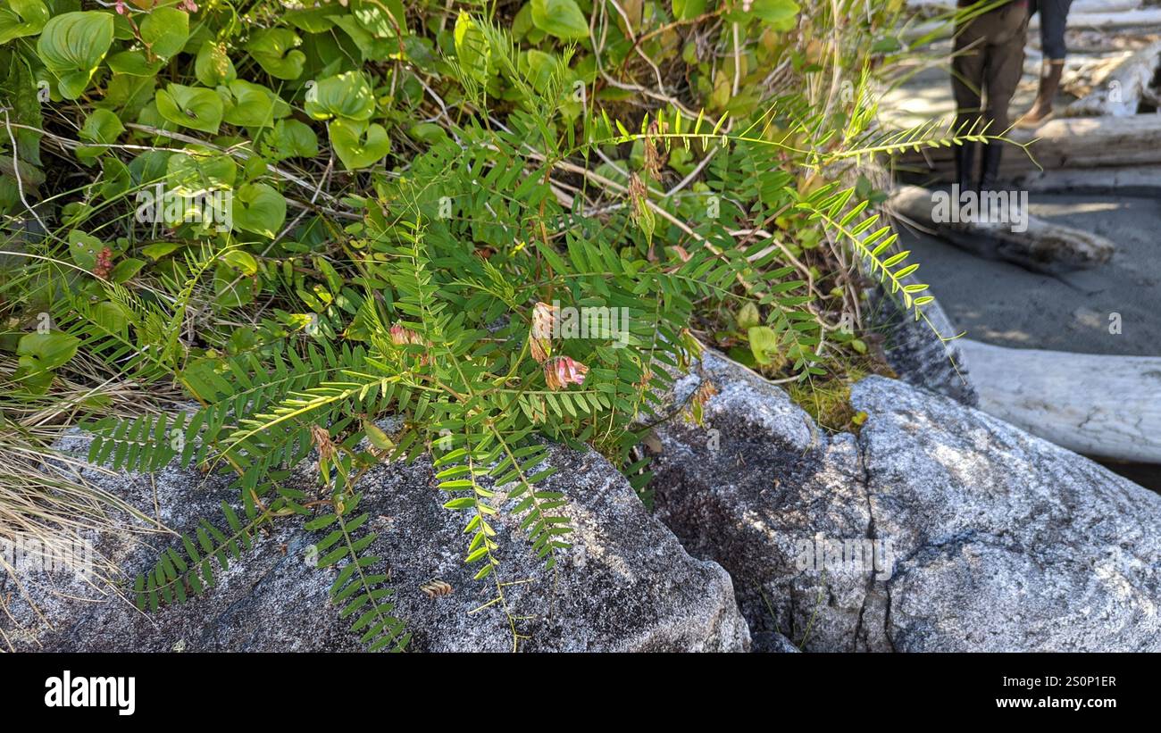 giant vetch (Vicia gigantea Stock Photo - Alamy