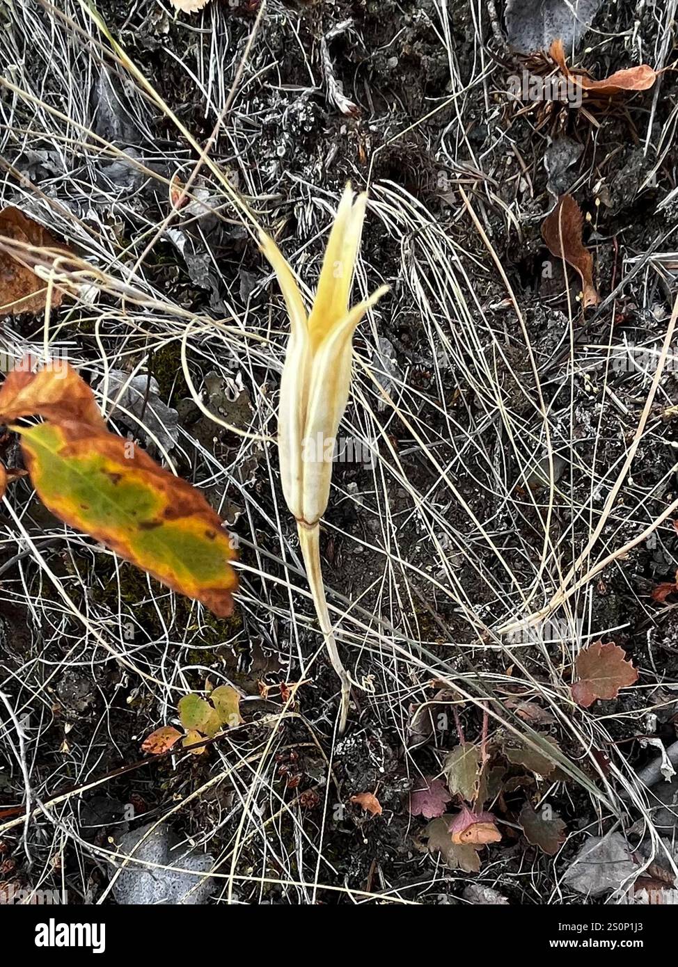 green-band mariposa lily (Calochortus macrocarpus macrocarpus Stock ...