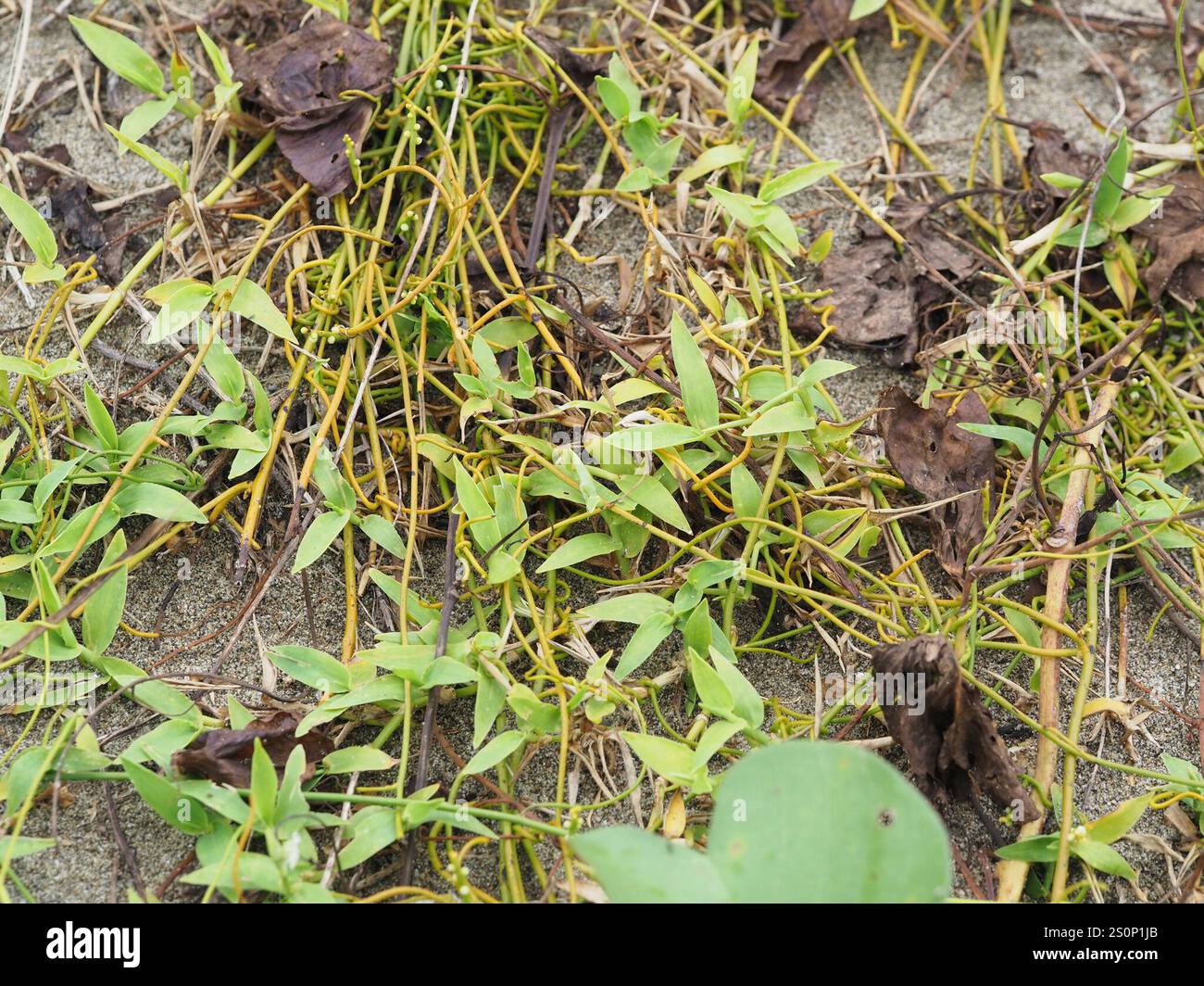laurel dodder (Cassytha filiformis Stock Photo - Alamy