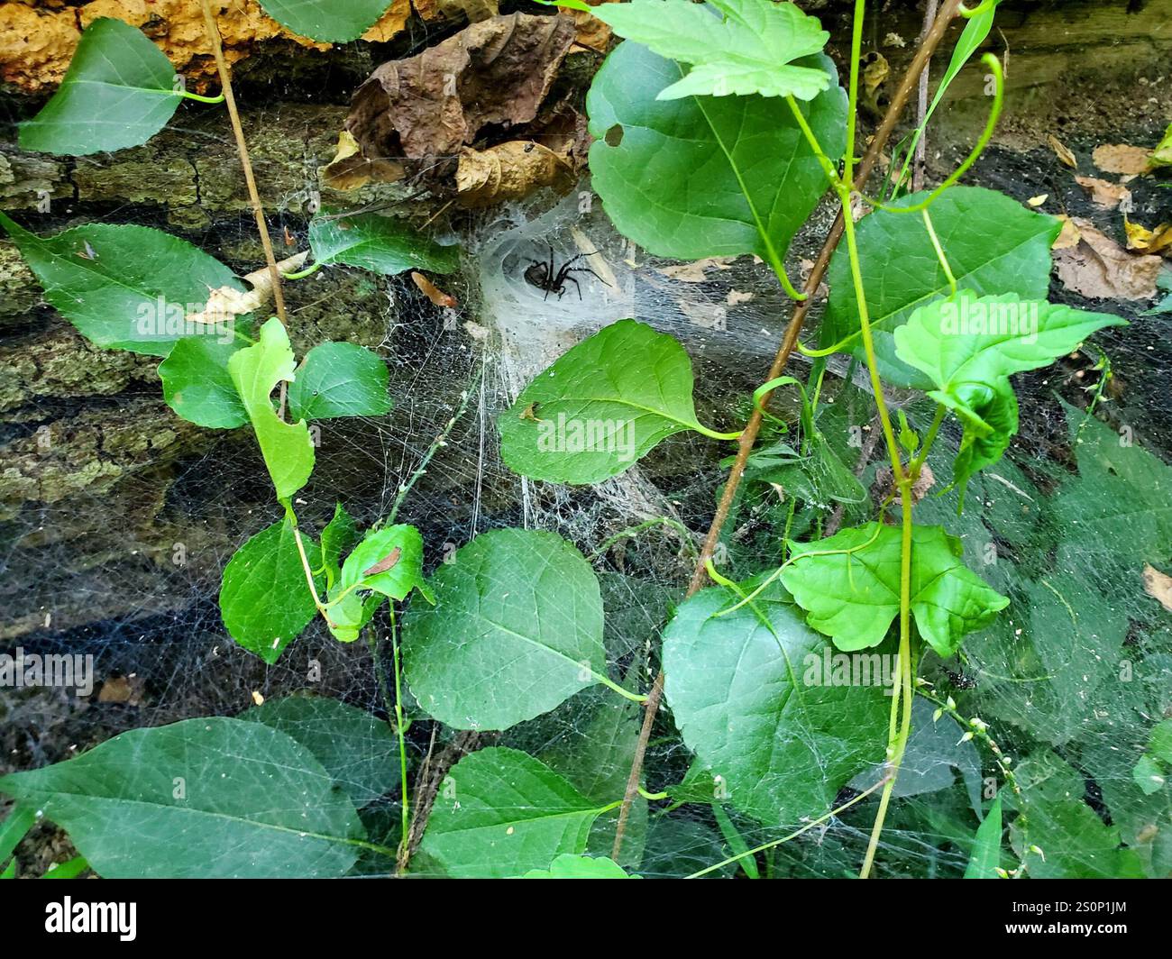 Funnel Weavers (Agelenidae Stock Photo - Alamy