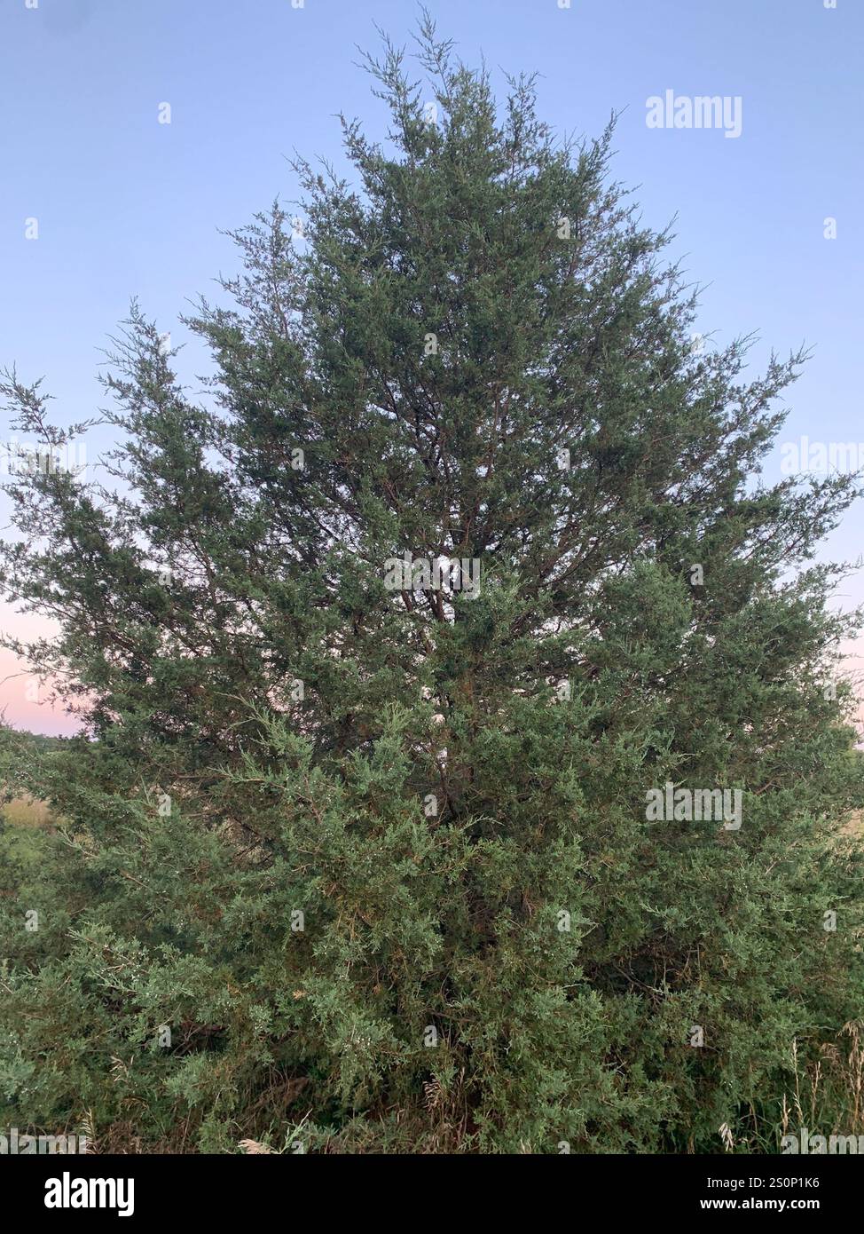 eastern redcedar (Juniperus virginiana Stock Photo - Alamy