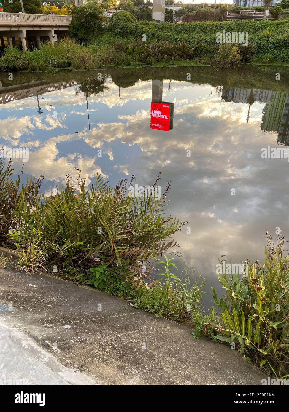 Mangrove Fern (Acrostichum speciosum Stock Photo - Alamy