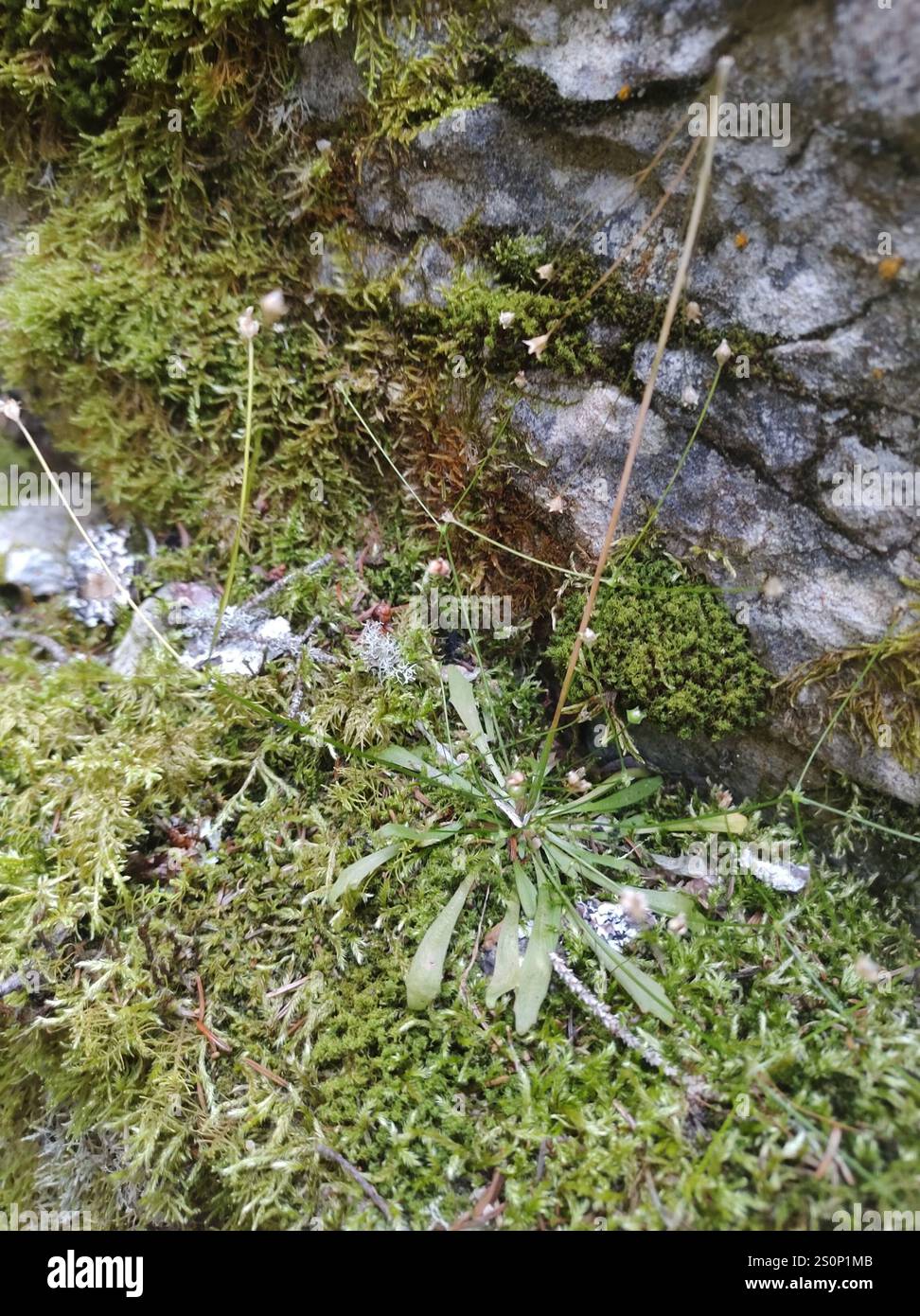 pygmy-flower rock-jasmine (Androsace septentrionalis Stock Photo - Alamy