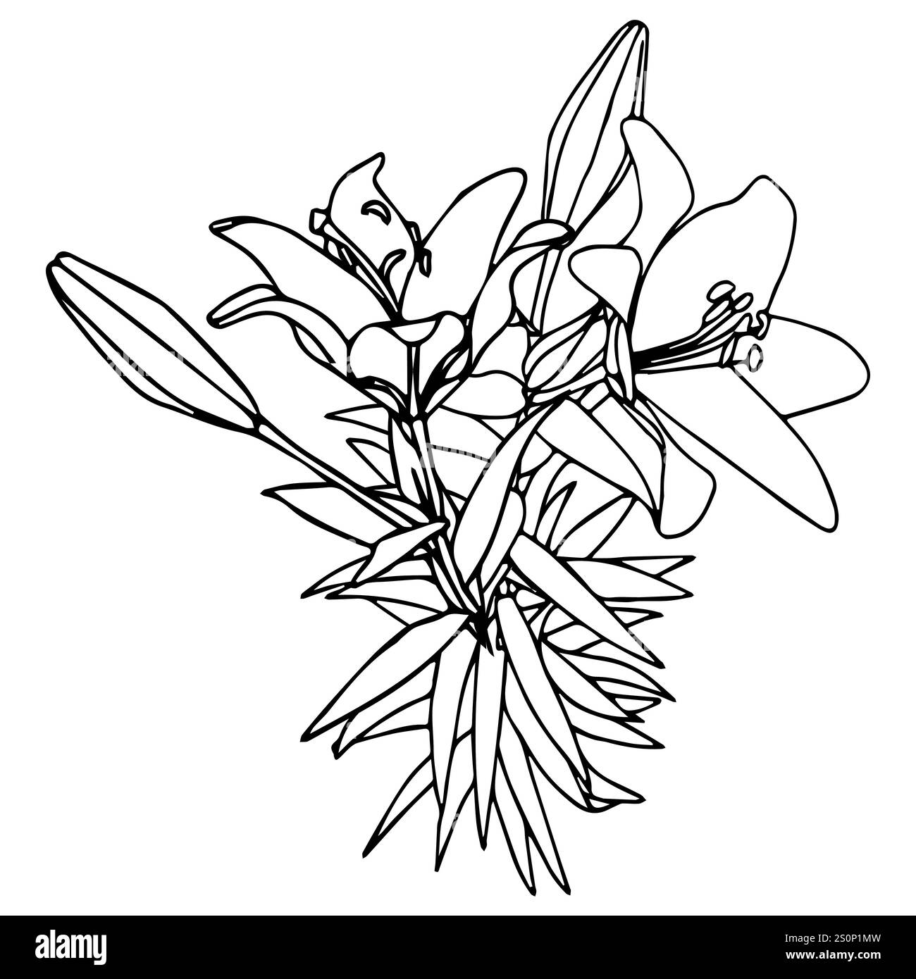 Bouquet of lilies in doodle style. Openwork illustration isolated on ...