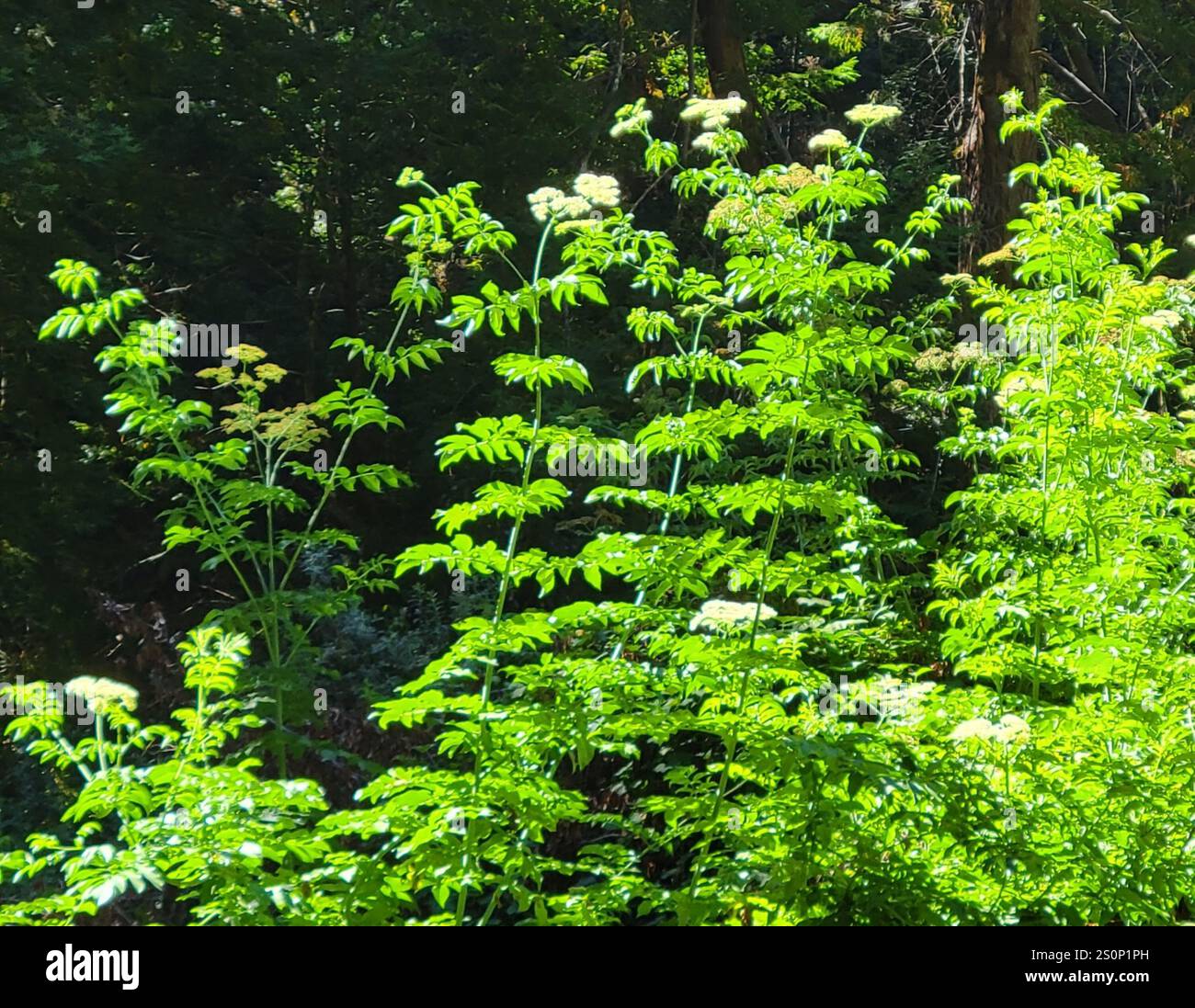 blue elder (Sambucus cerulea Stock Photo - Alamy