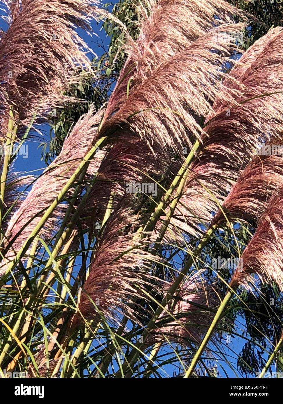 Purple Pampas Grass (Cortaderia jubata Stock Photo - Alamy