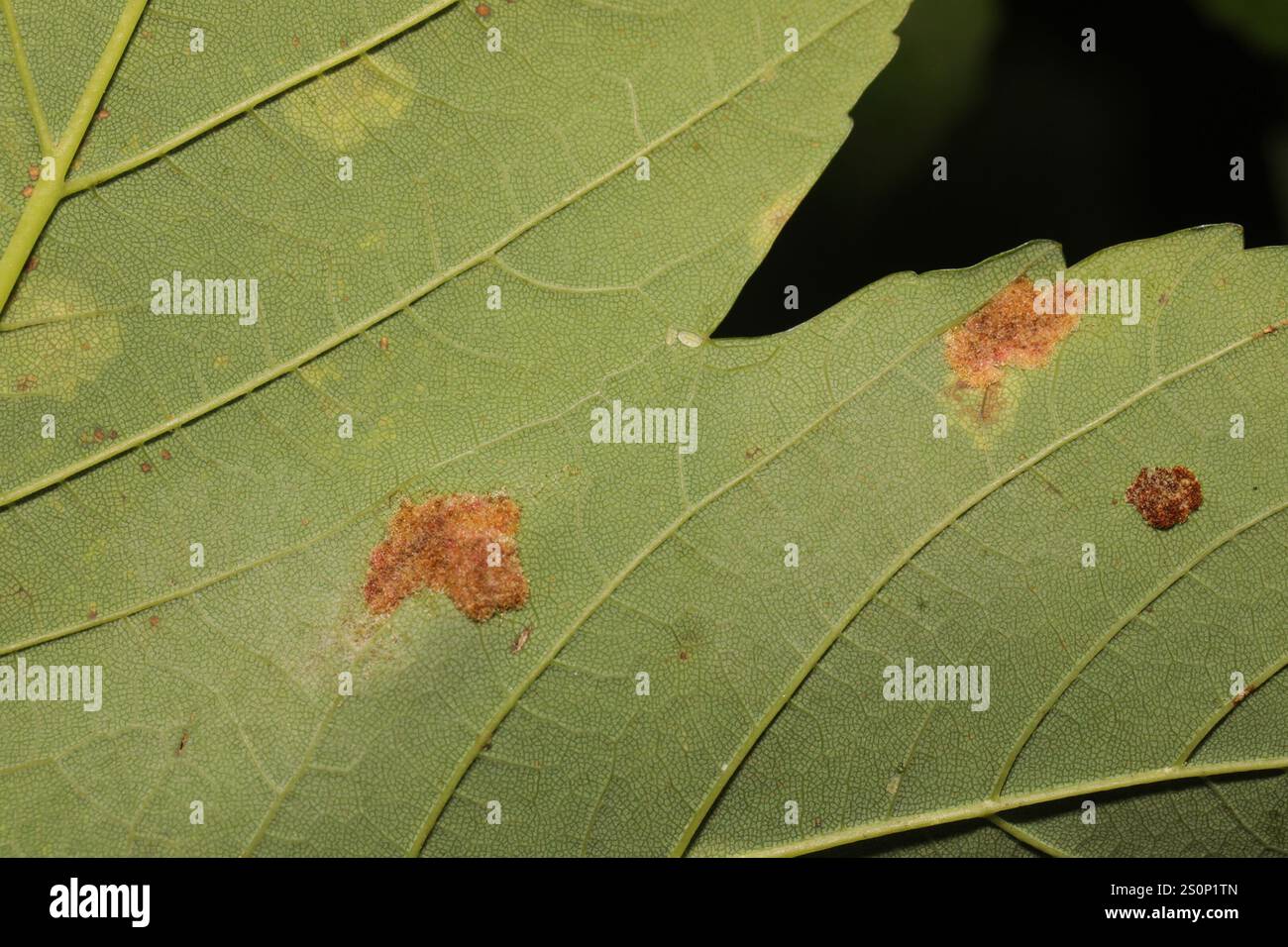 Sycamore Felt Gall Mite (Aceria pseudoplatani Stock Photo - Alamy