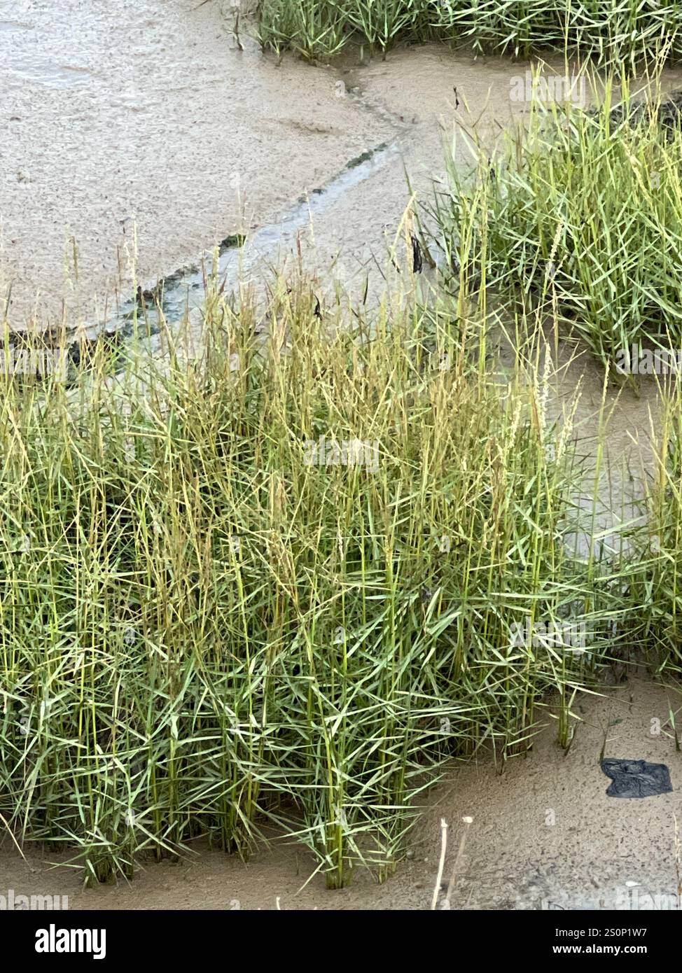 common cordgrass (Sporobolus anglicus Stock Photo - Alamy