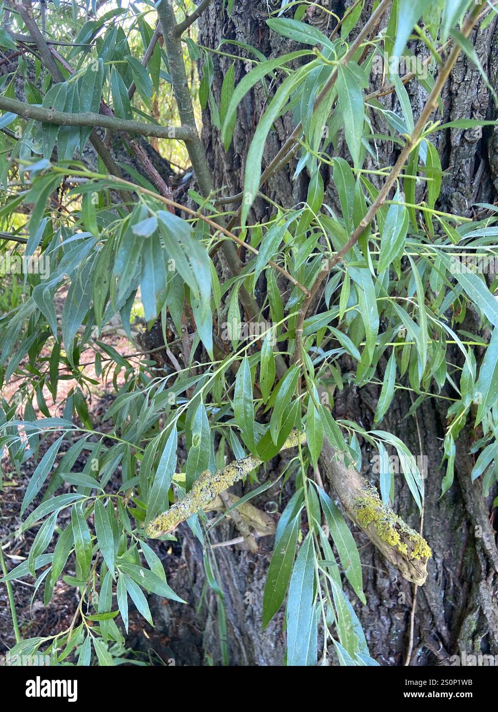 white willow (Salix alba Stock Photo - Alamy