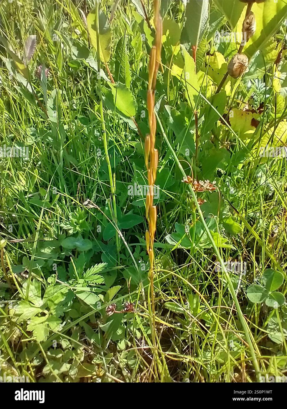 marsh arrowgrass (Triglochin palustris Stock Photo - Alamy