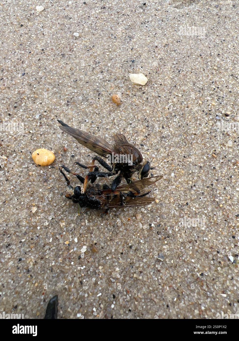 Red-footed Cannibal Fly (Promachus rufipes Stock Photo - Alamy